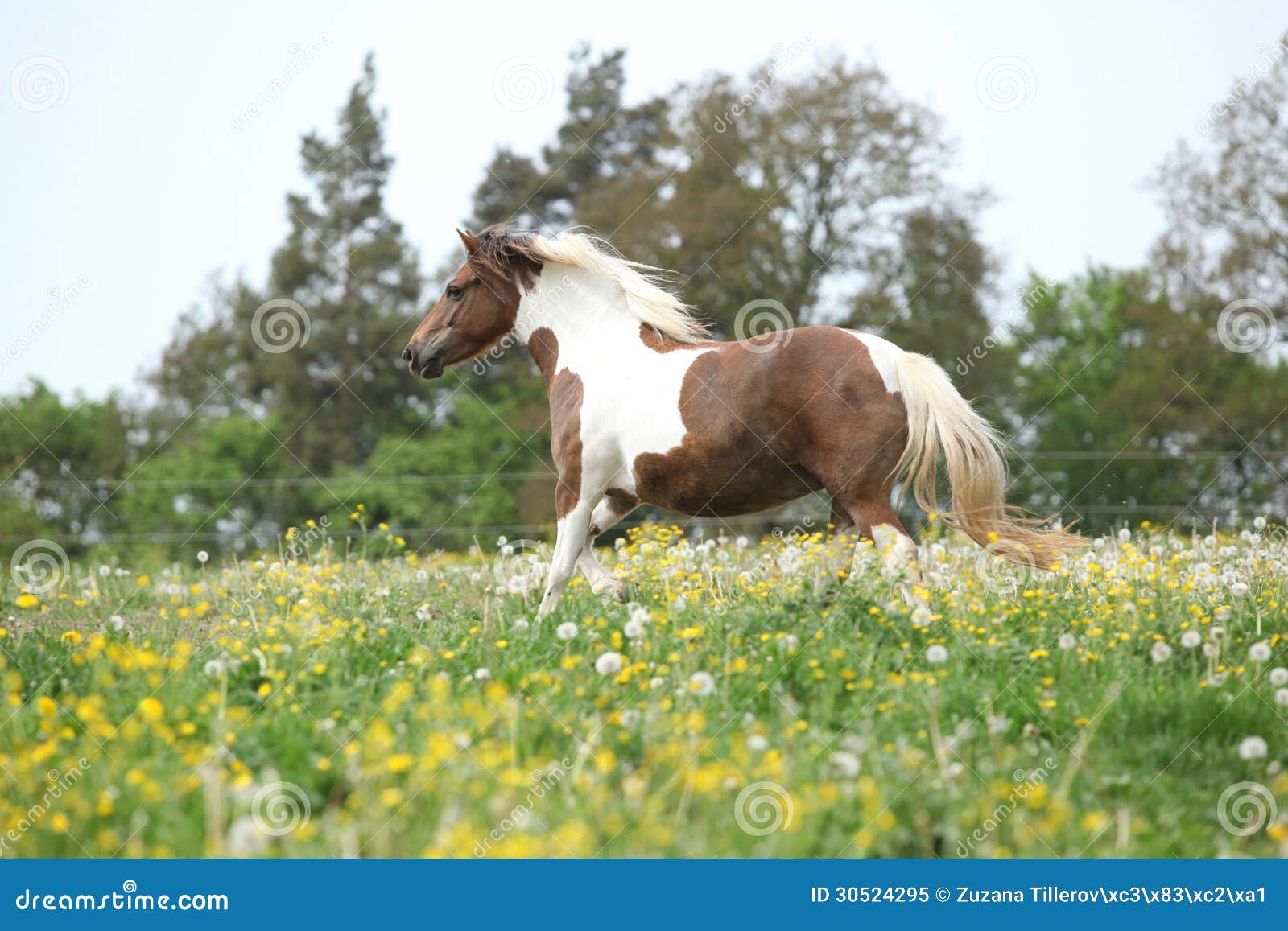 Pony Running in Yellow Flowers on Pasturage Stock Image - Image of ...
