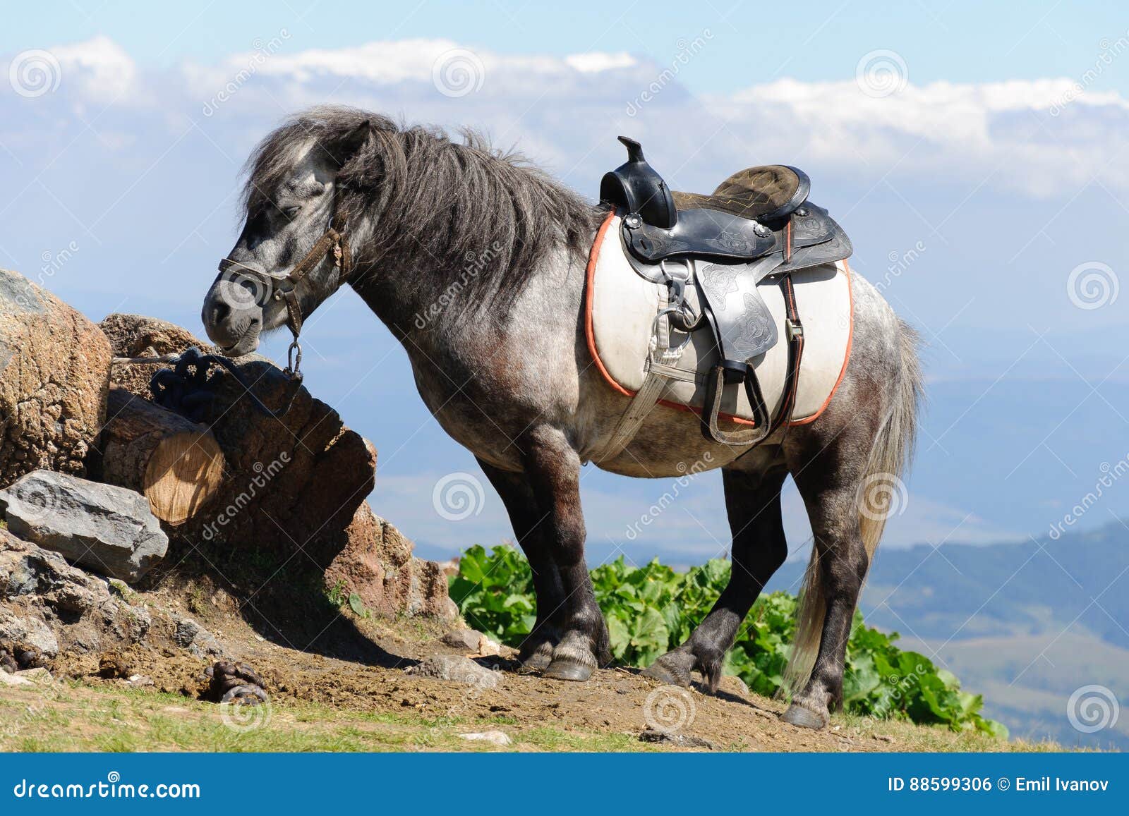 Pony with saddle stock photo. Image of pony, mane, ride - 88599306