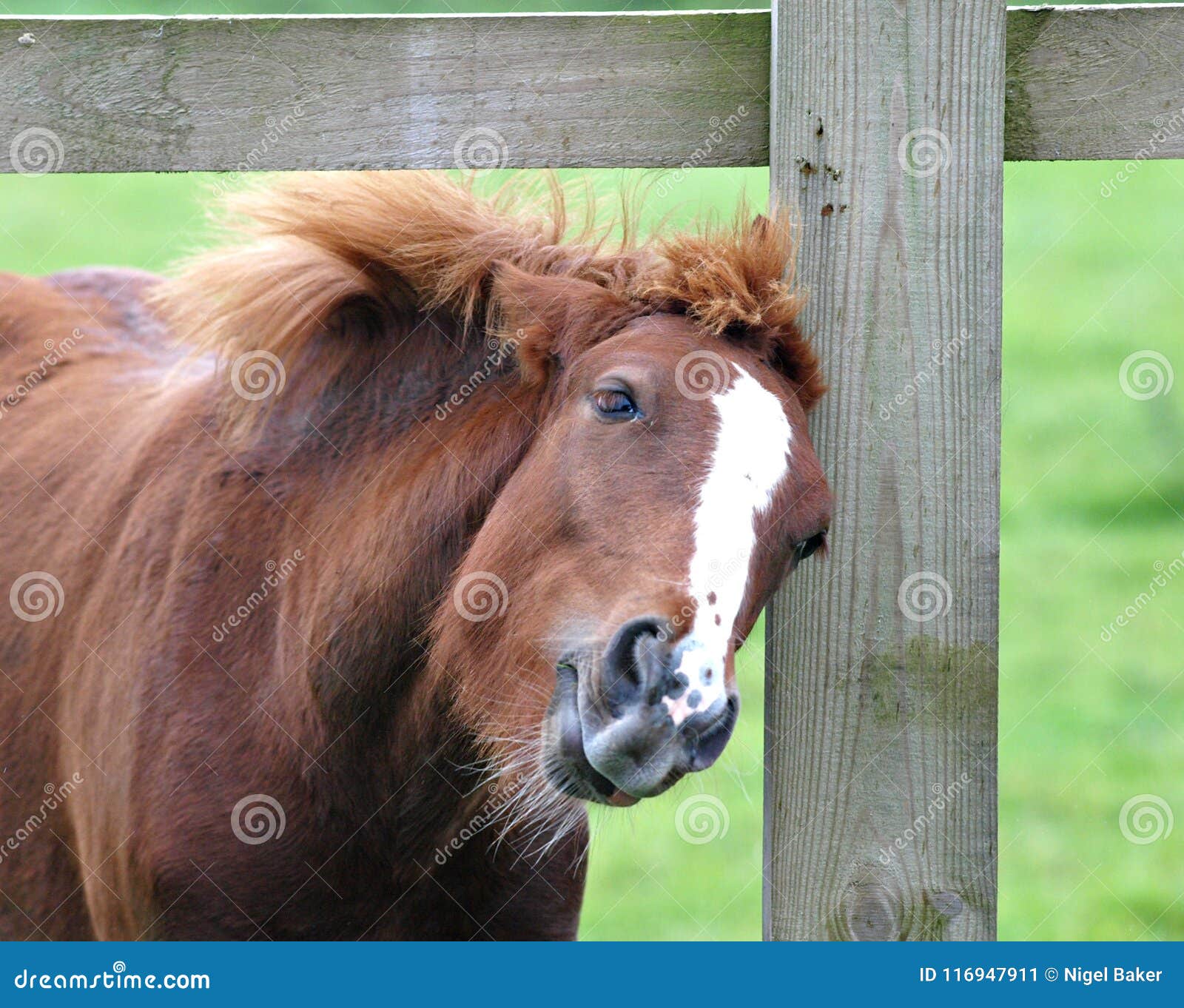Pony Scratching stock image. Image of field, mane, meadow - 116947911