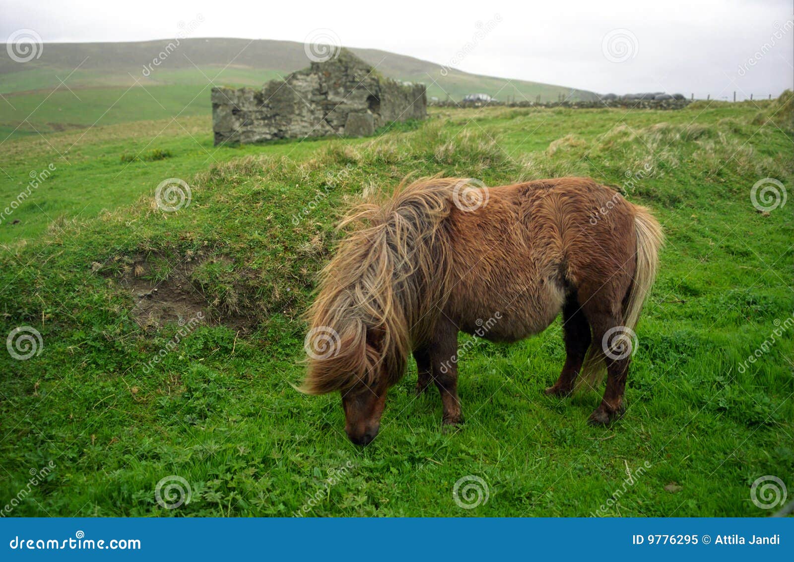 Pony, Shetland, Schottland stockbild. Bild von pferd, grazer - 9776295