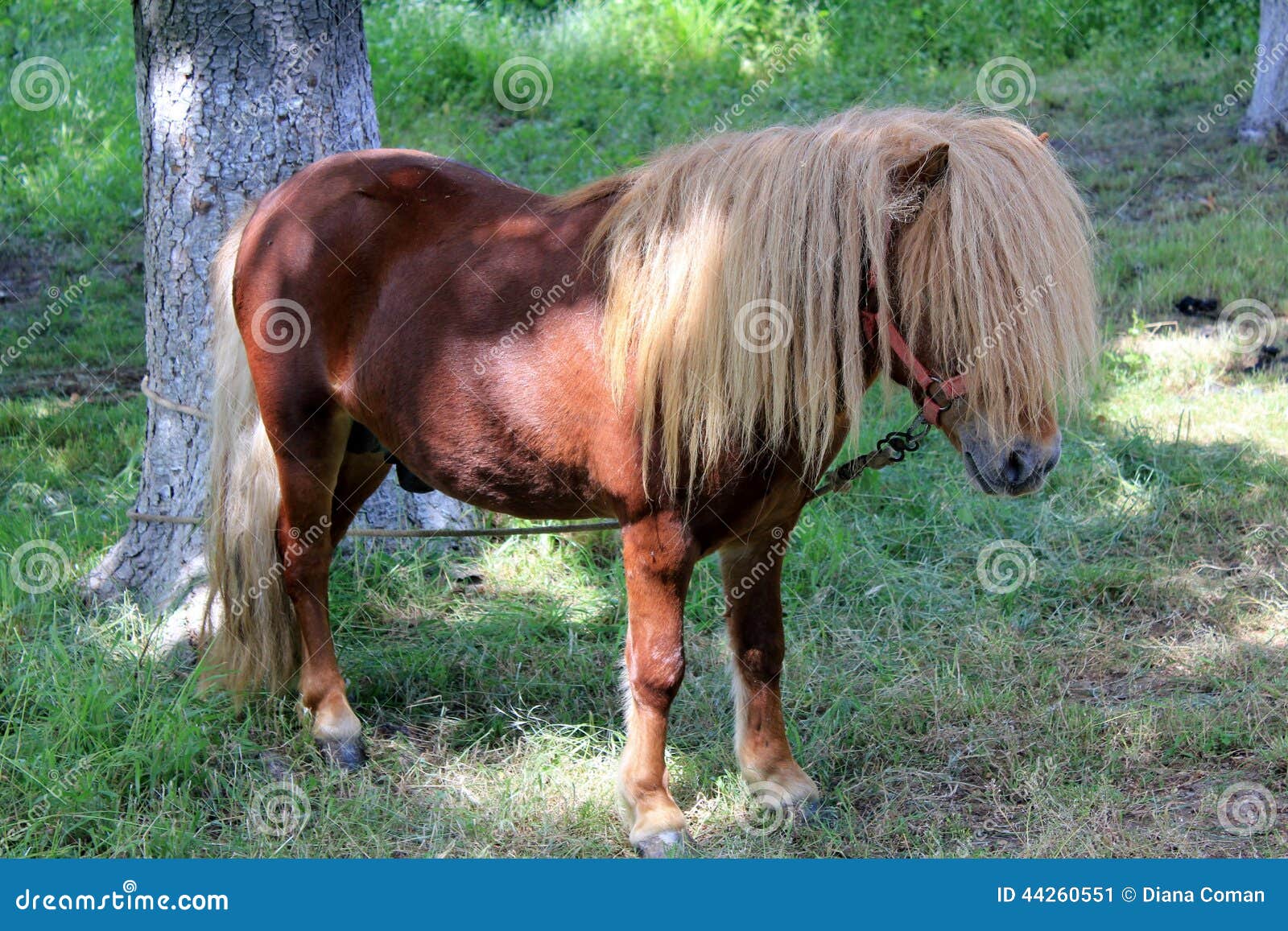 Pony stock image. Image of animal, small, village, mammal - 44260551