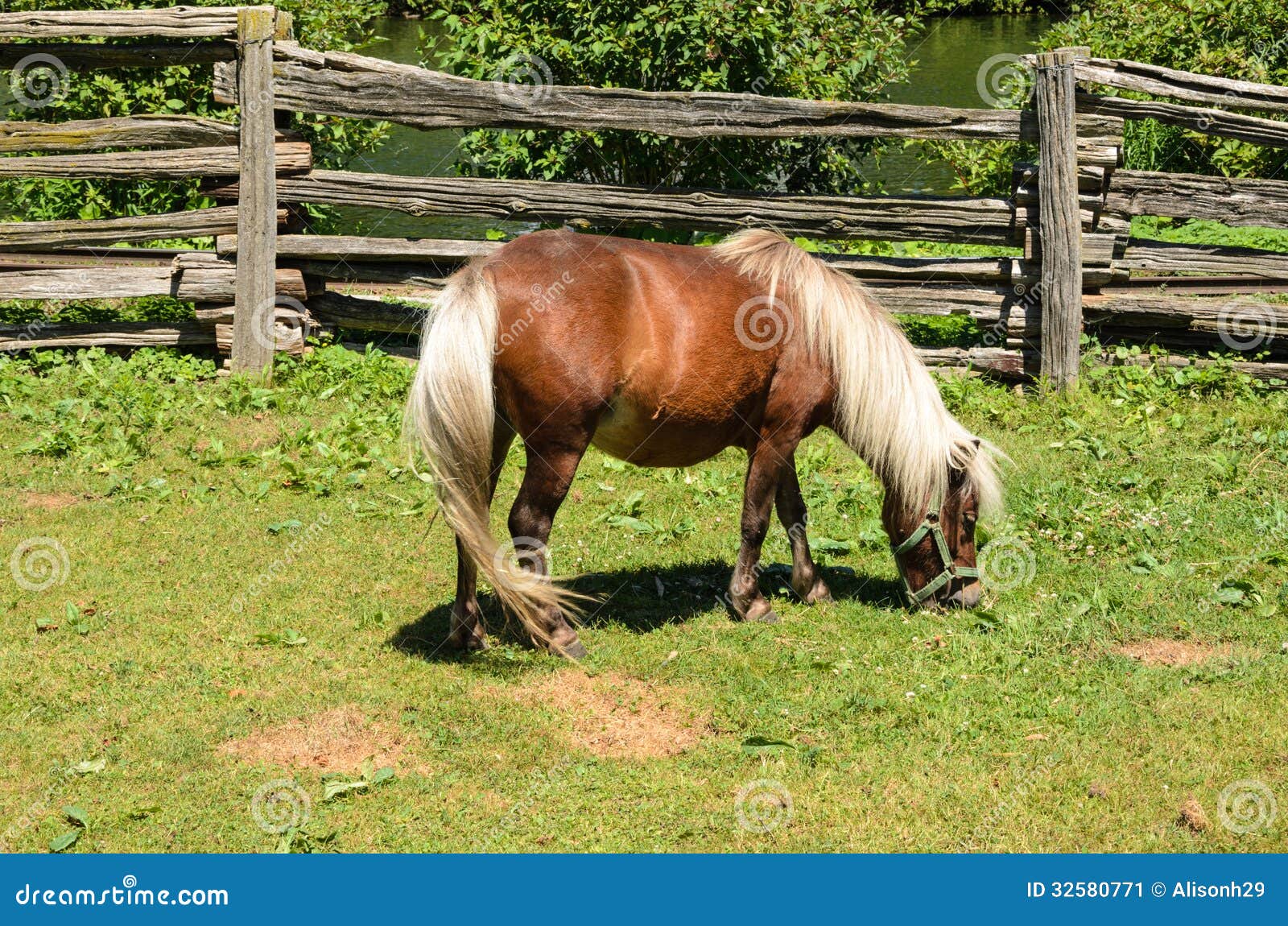 Pony stock image. Image of graze, fence, animal, yard - 32580771