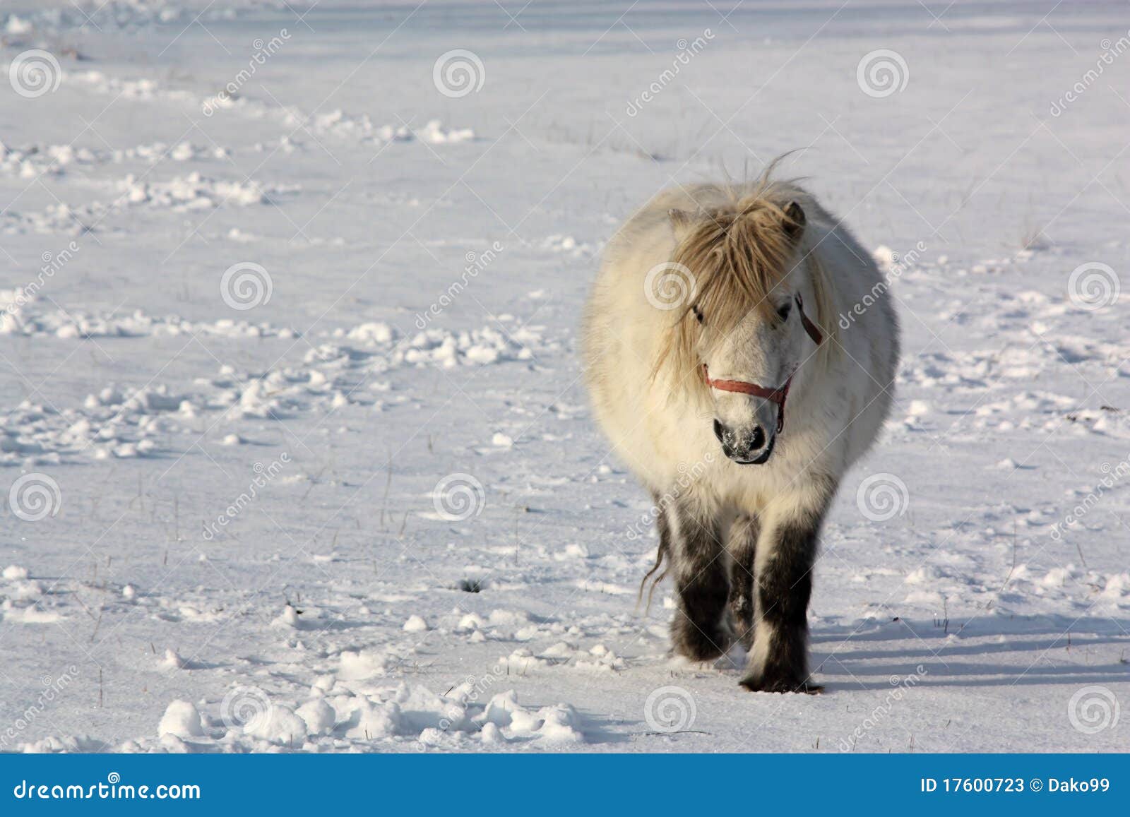 Pony in snow stock image. Image of frosty, snowed, meadow - 17600723