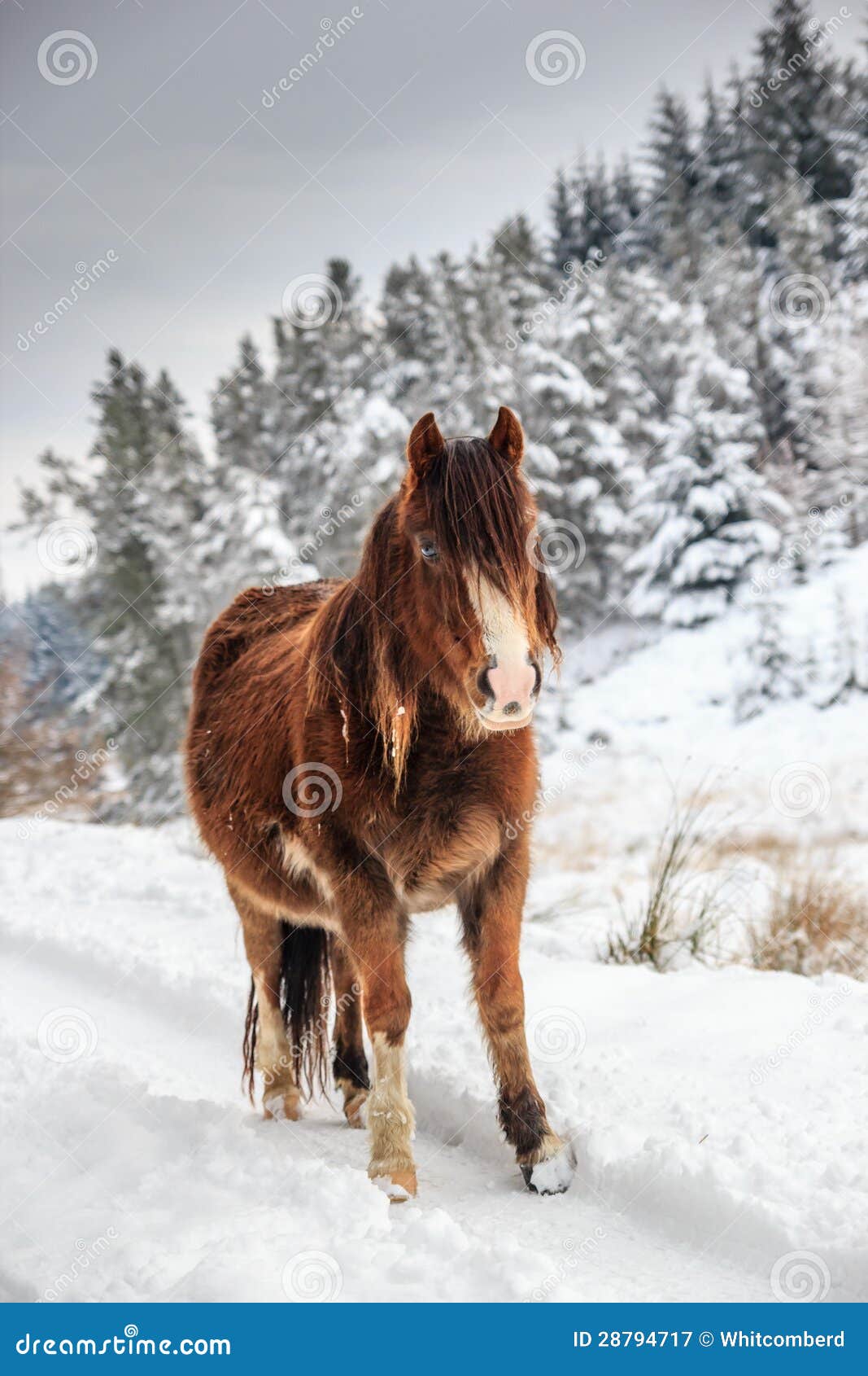 Pony in the snow stock image. Image of horse, front, head - 28794717