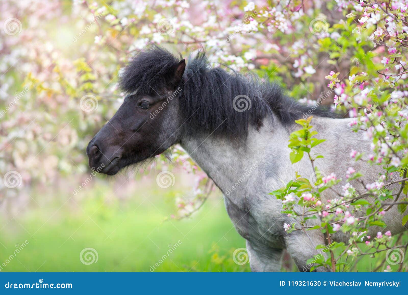 Pony in Spring Blossom Tree Stock Photo - Image of face, sorrel: 119321630