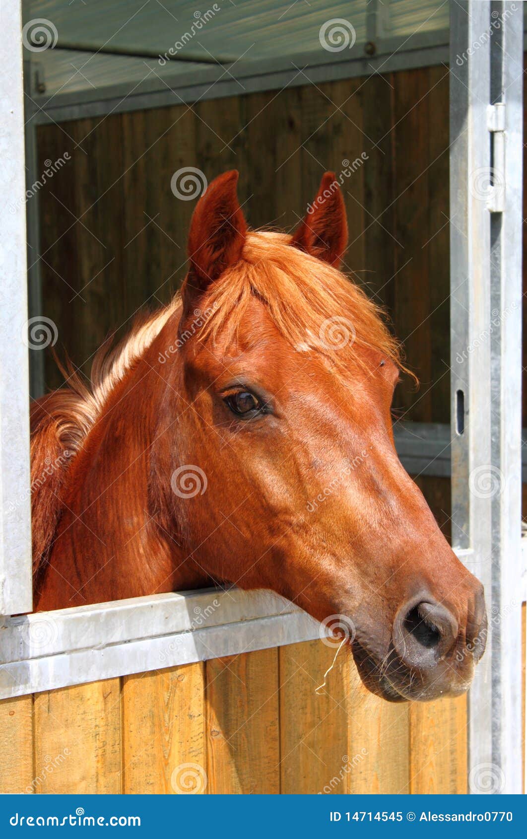Pony in stable stock image. Image of animals, beauty - 14714545