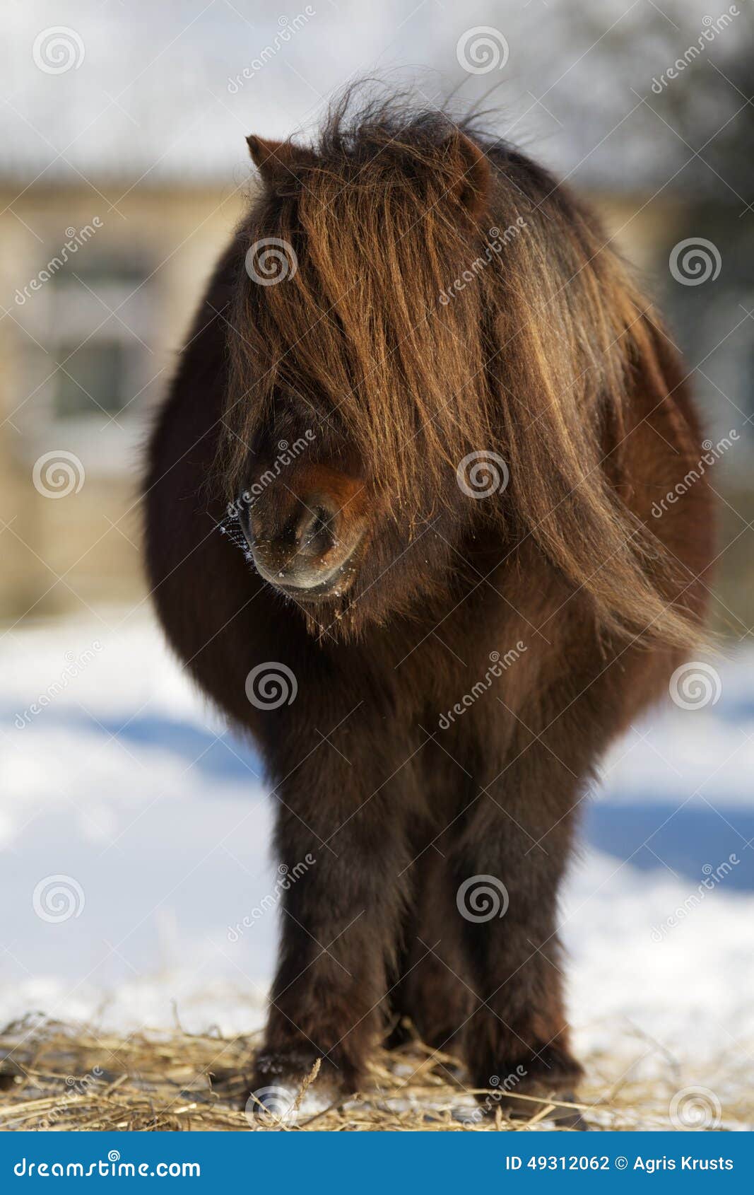 Pony stand in a yard stock photo. Image of horse, winter - 49312062