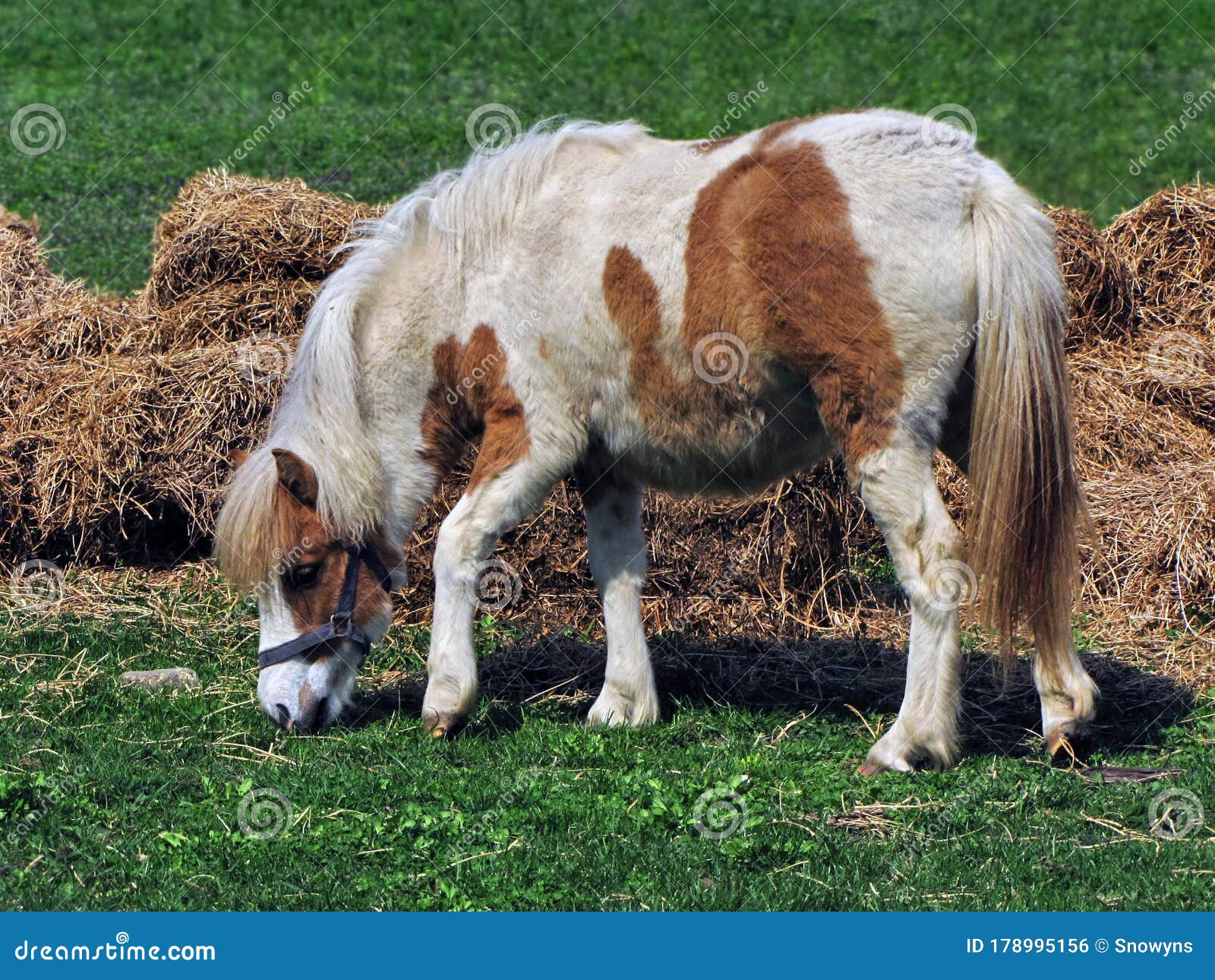 Pony Standing and Chewing Hay Stock Photo - Image of unique, chewing ...