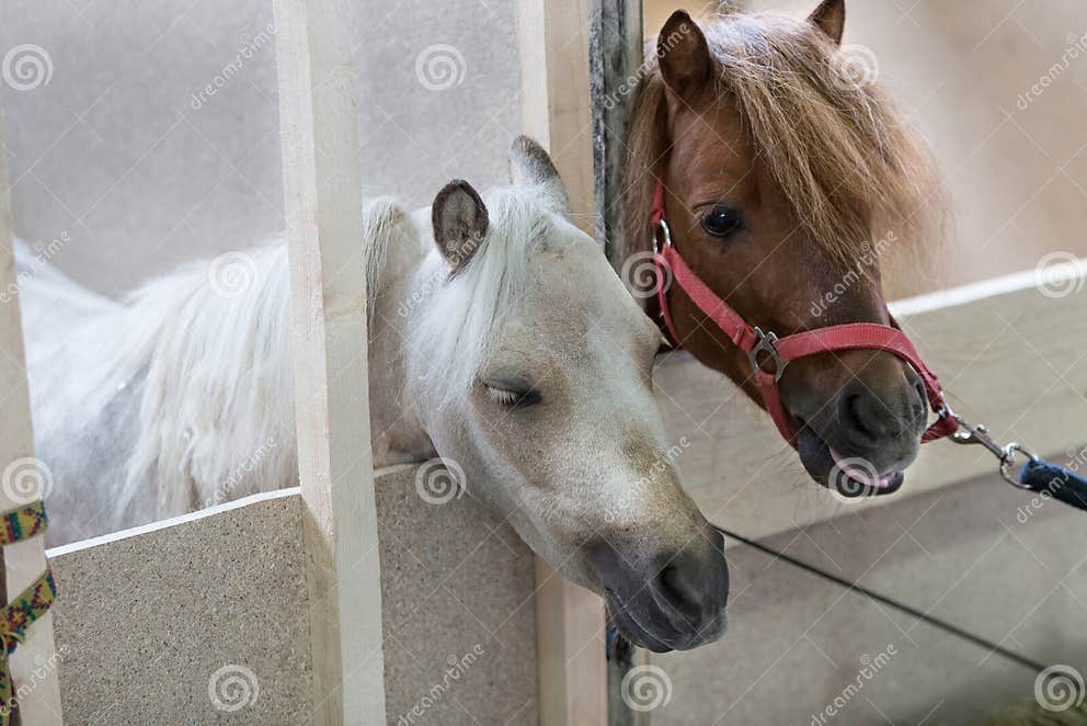Pony Standing in the Stable Stock Image - Image of paddock, pair: 31682657