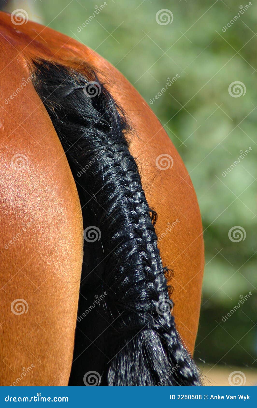 Pony-tail stock photo. Image of horse, ride, black, mammals - 2250508