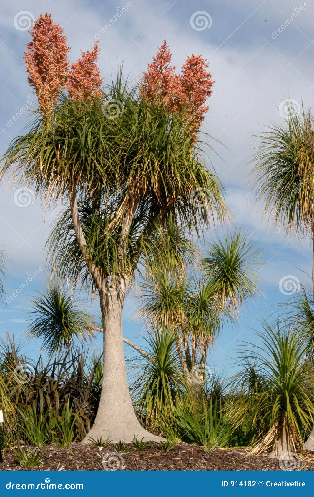 Pony Tail Palm Trees stock photo. Image of tree, tropical - 914182