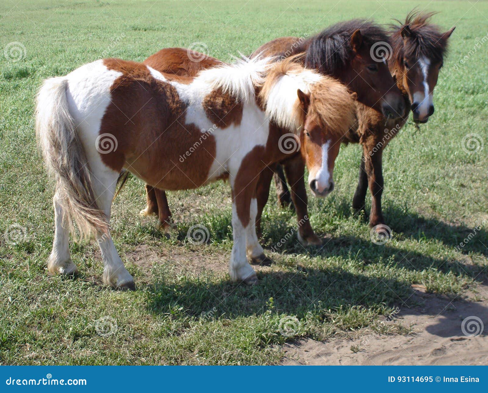 Pony stock image. Image of countryside, farmland, farm - 93114695
