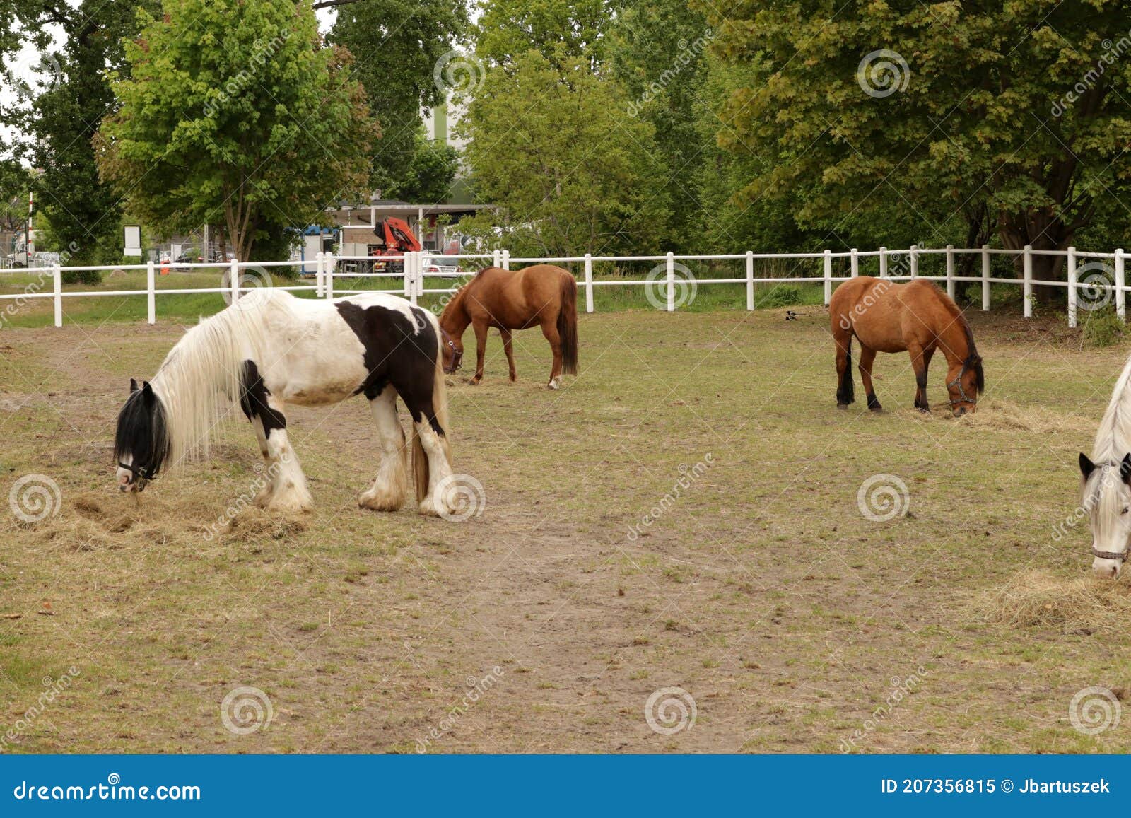 Pony tug in the paddock stock image. Image of sand, animal - 207356815
