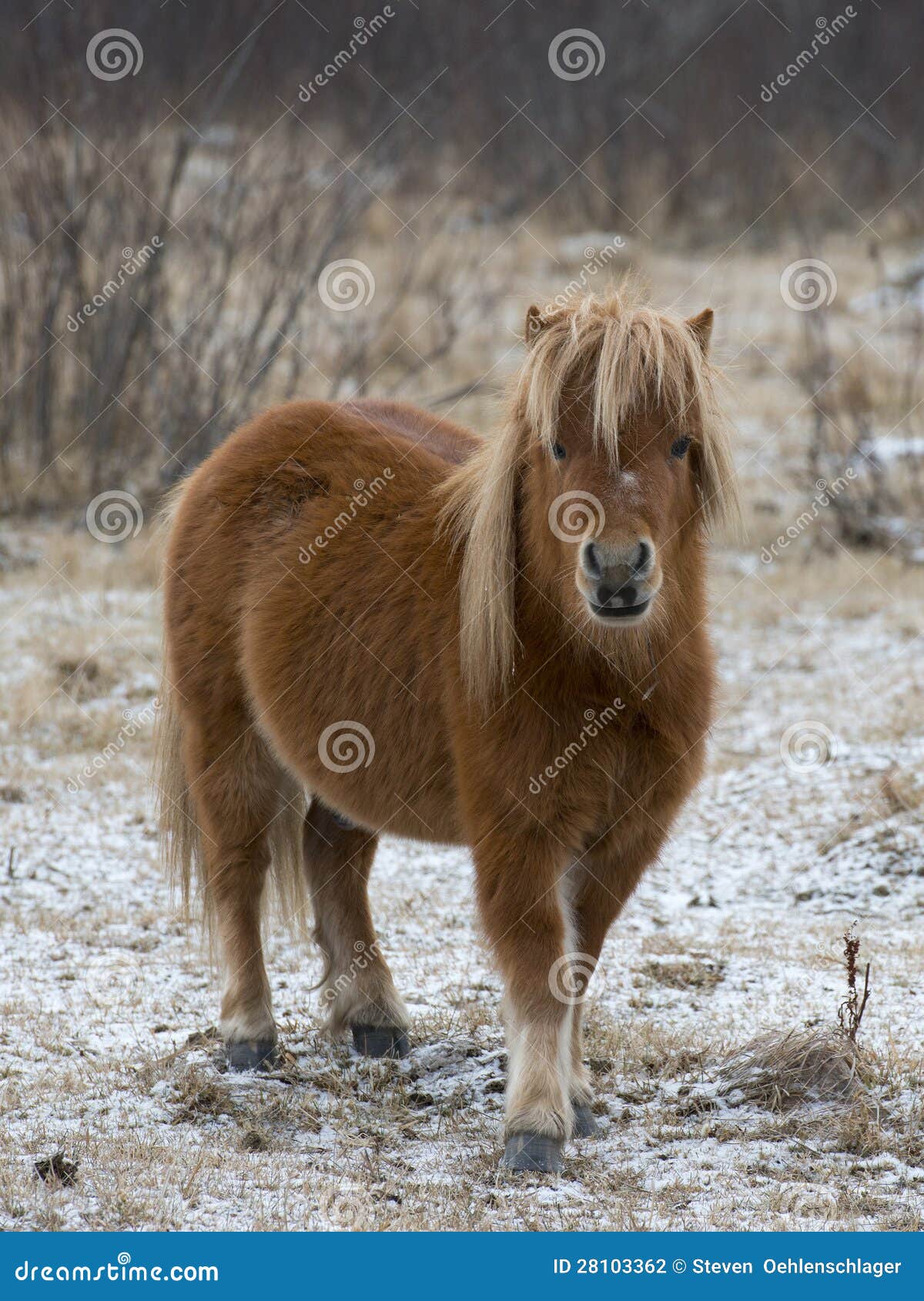 Pony in the winter stock photo. Image of pasture, pony - 28103362