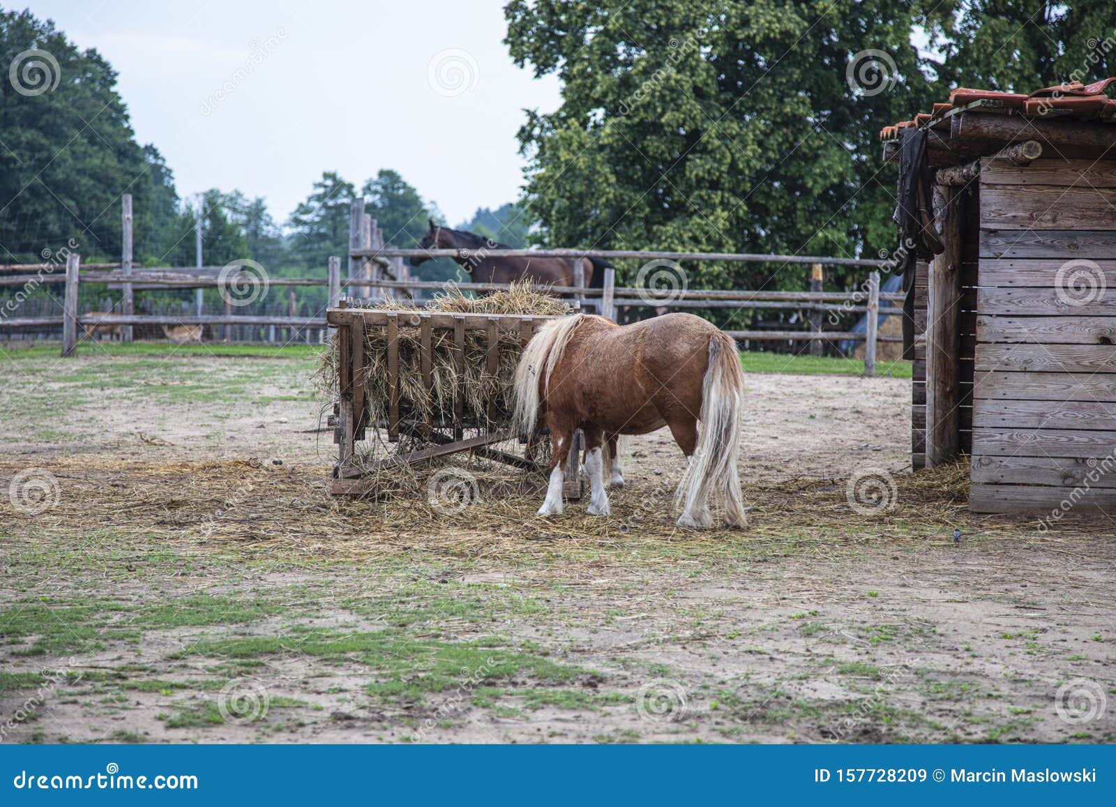 The Pony in the Yard Eats Hay from an Apiary Stock Image - Image of ...