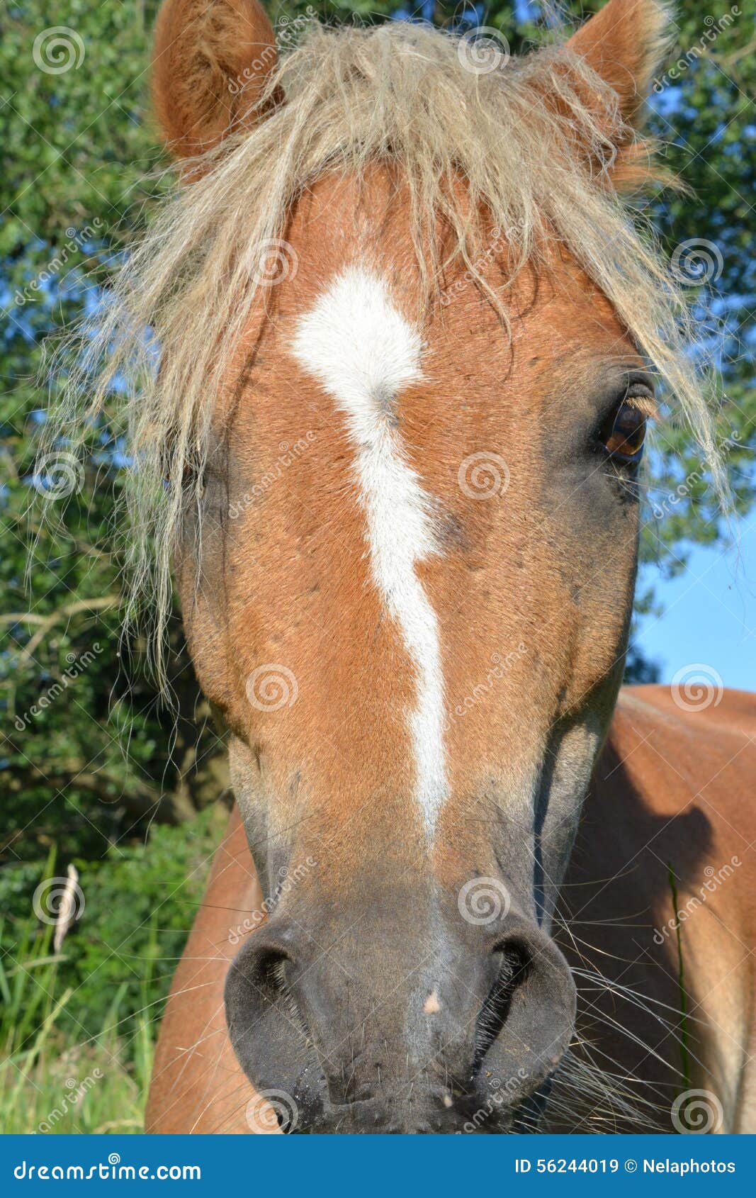 Ponyhead stock image. Image of rural, pony, germany, brown - 56244019
