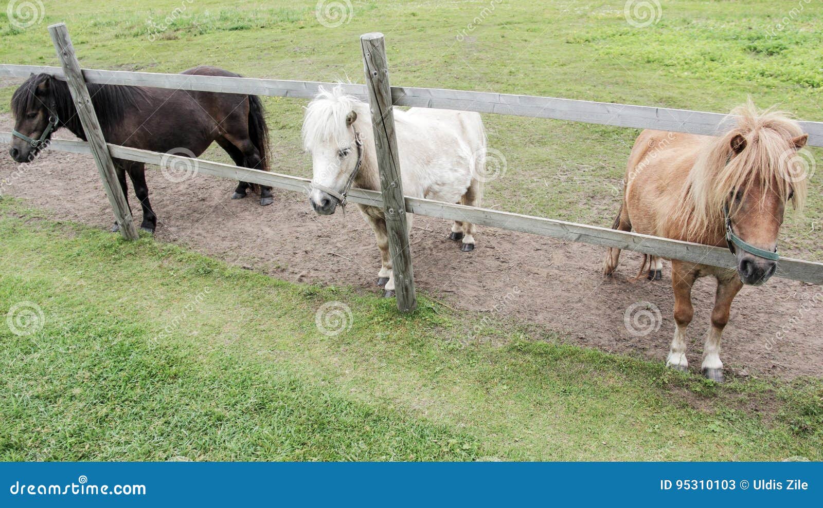 Ponys stock image. Image of detail, grazing, beautiful - 95310103