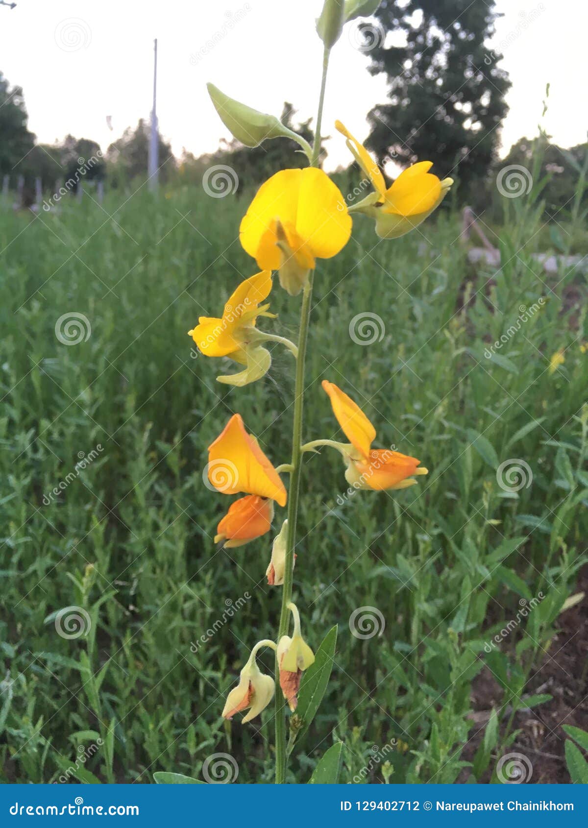 Poo flower stock photo. Image of garden, field, green - 129402712