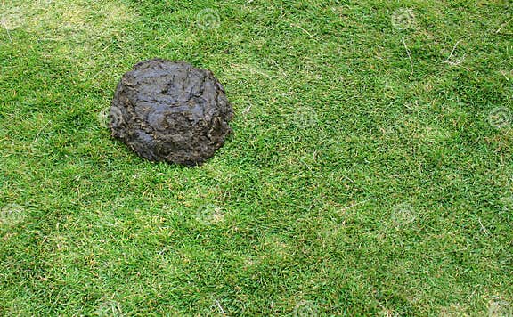 Poo on grass stock image. Image of excrement, fresh, stinky - 5685179