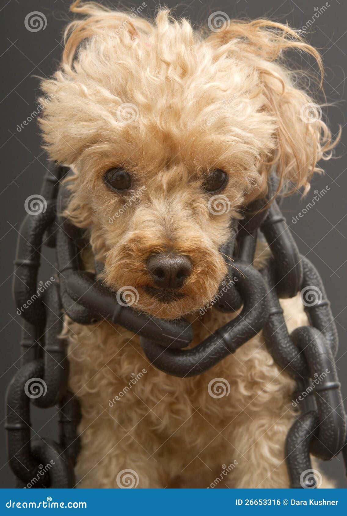 Pooch in a Big Chain stock photo. Image of isolated, poodle - 26653316