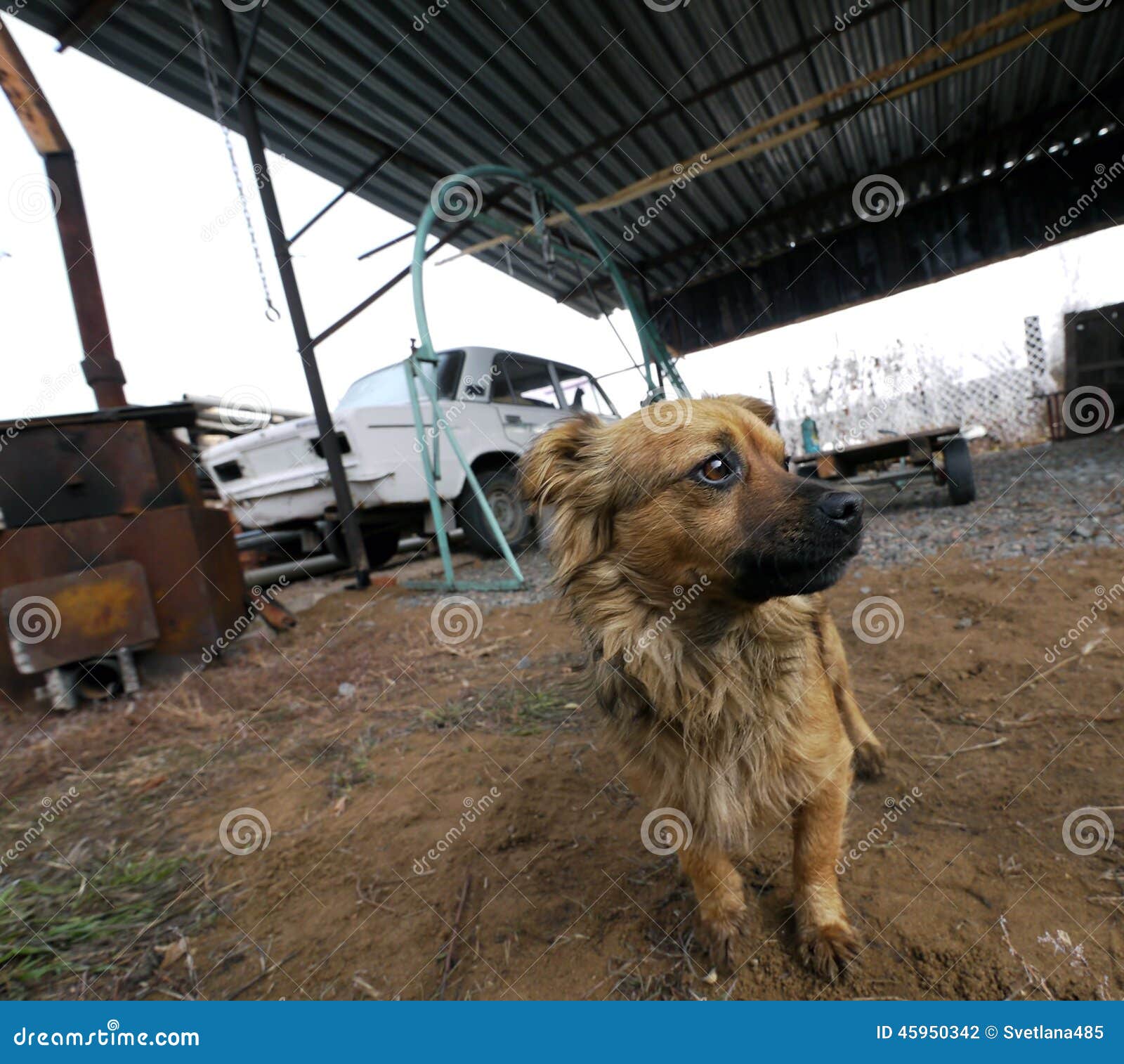 Pooch Grote Rode Hond De Hond in De Werf Stock Foto - Image of nave ...