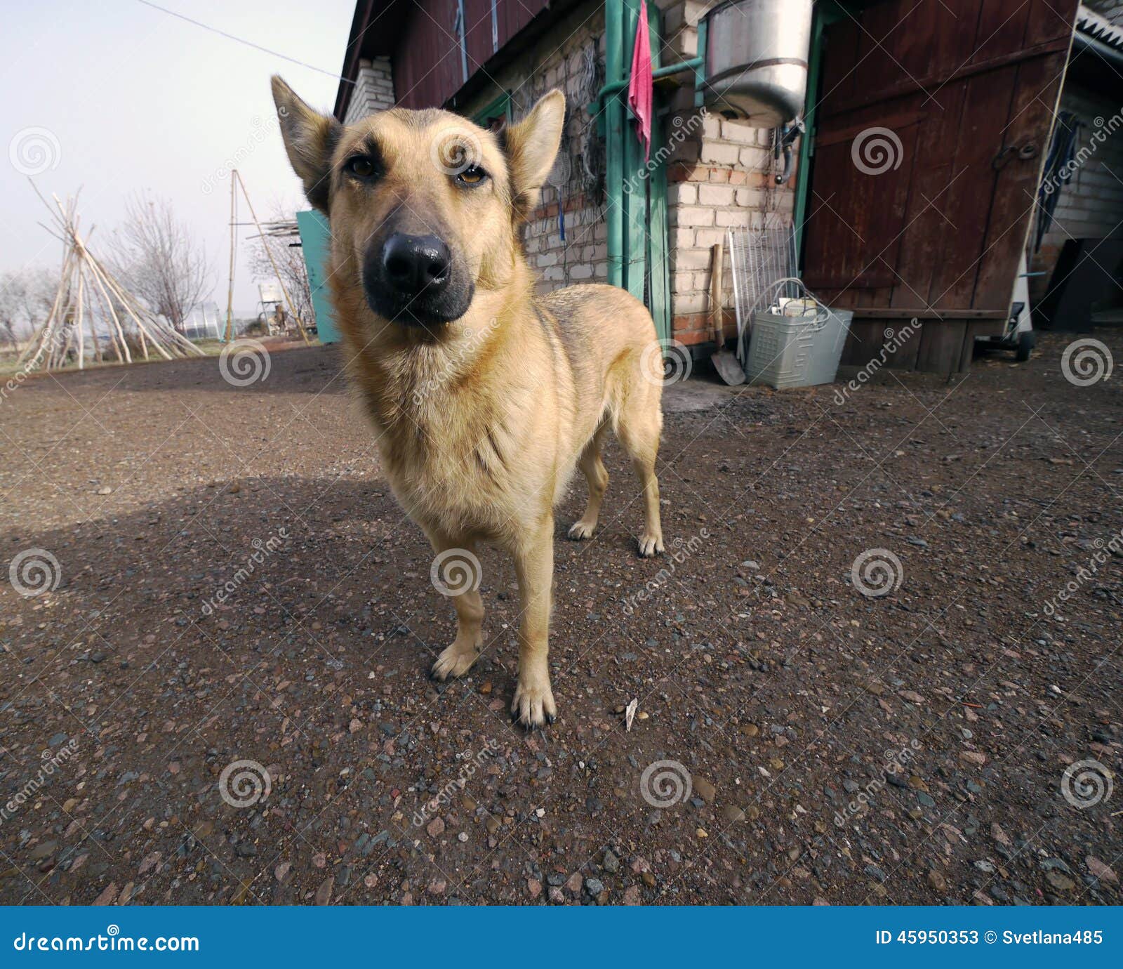 Pooch Grote Rode Hond De Hond in De Werf Stock Afbeelding - Image of ...