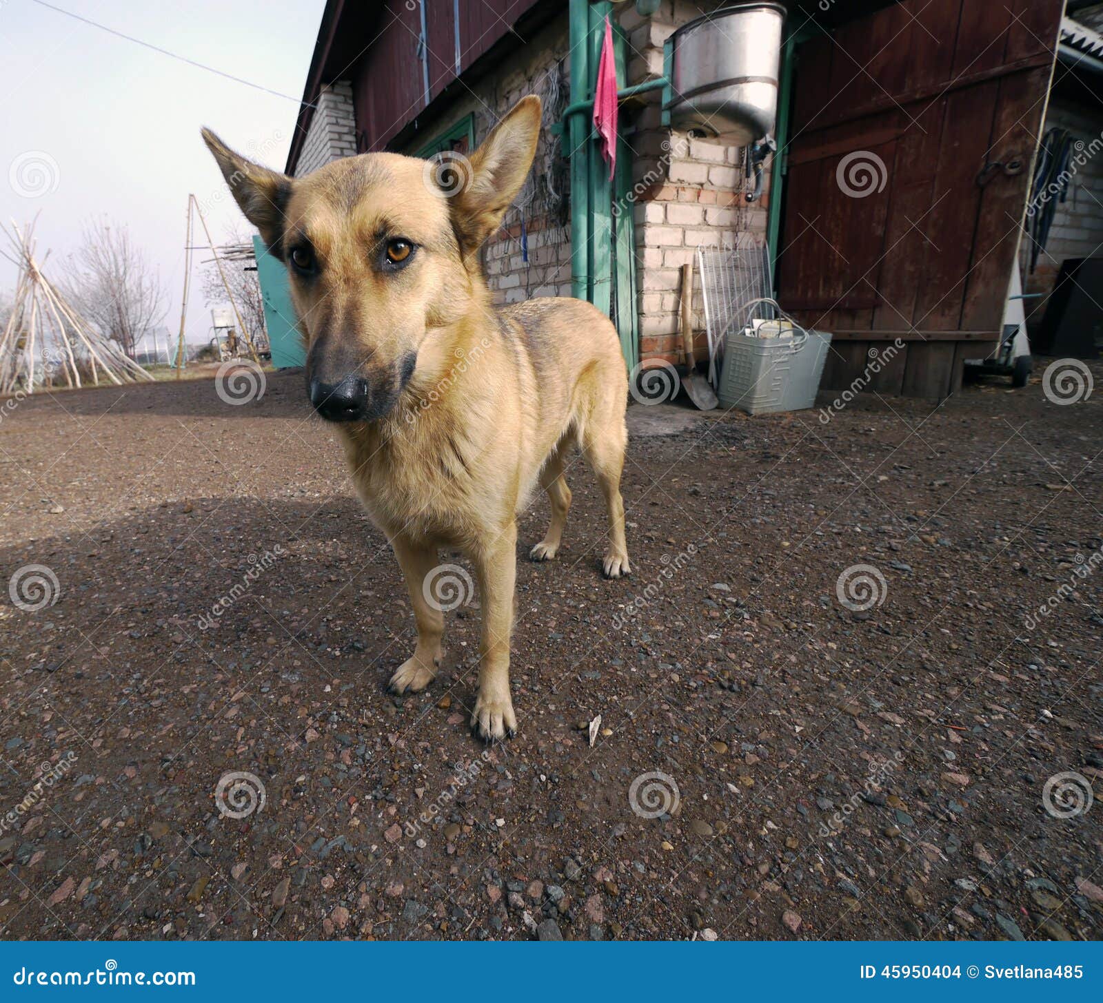 Pooch Grote Rode Hond De Hond in De Werf Stock Foto - Image of leuk ...