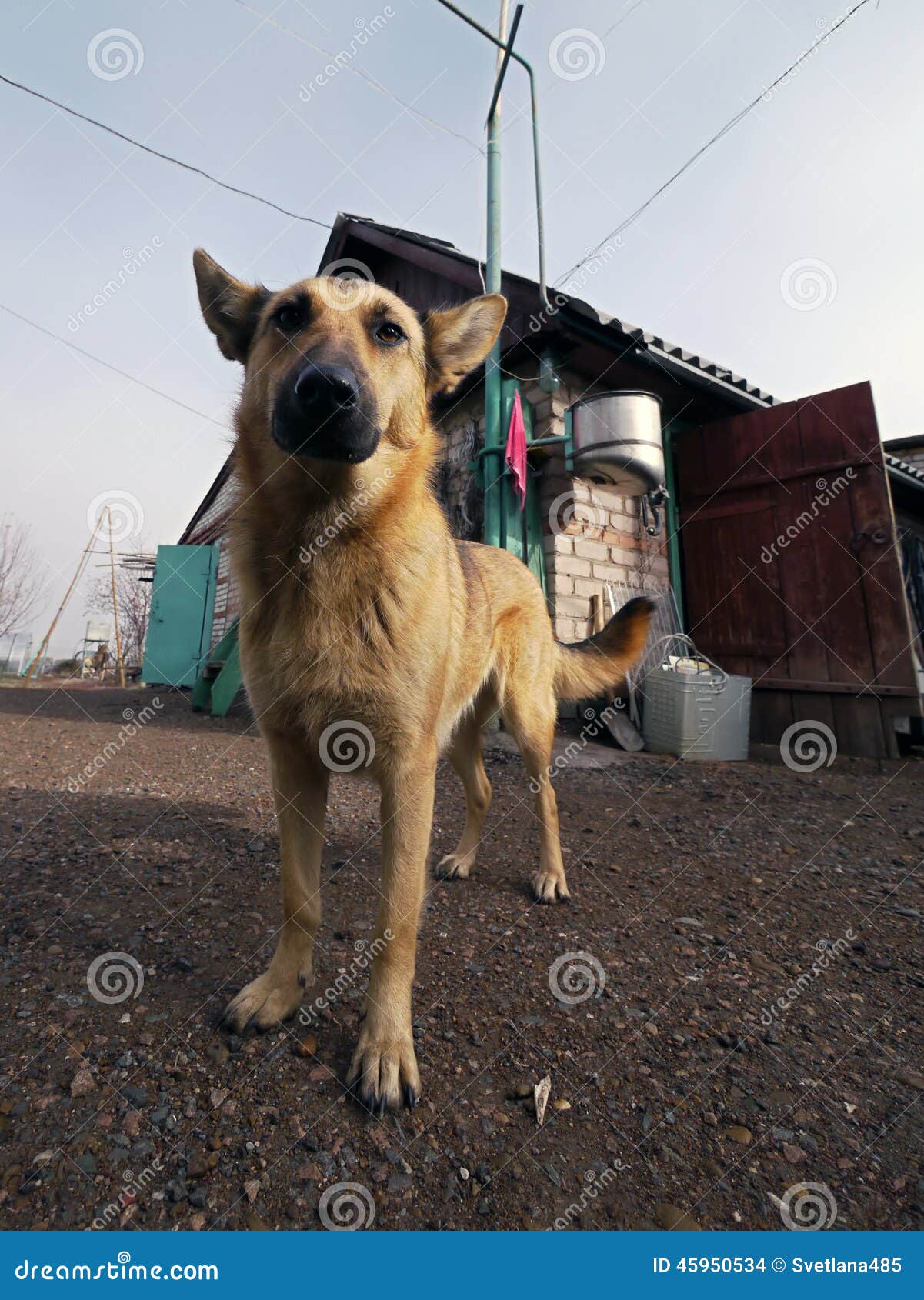 Pooch Grote Rode Hond De Hond in De Werf Stock Foto - Image of klauwen ...