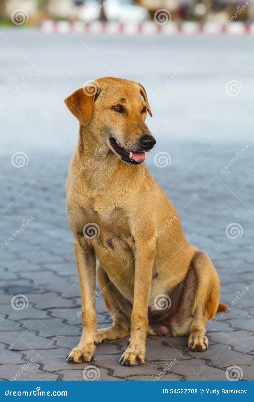 Pooch Yellow Dog Sitting on Tile on Street Stock Photo - Image of ...
