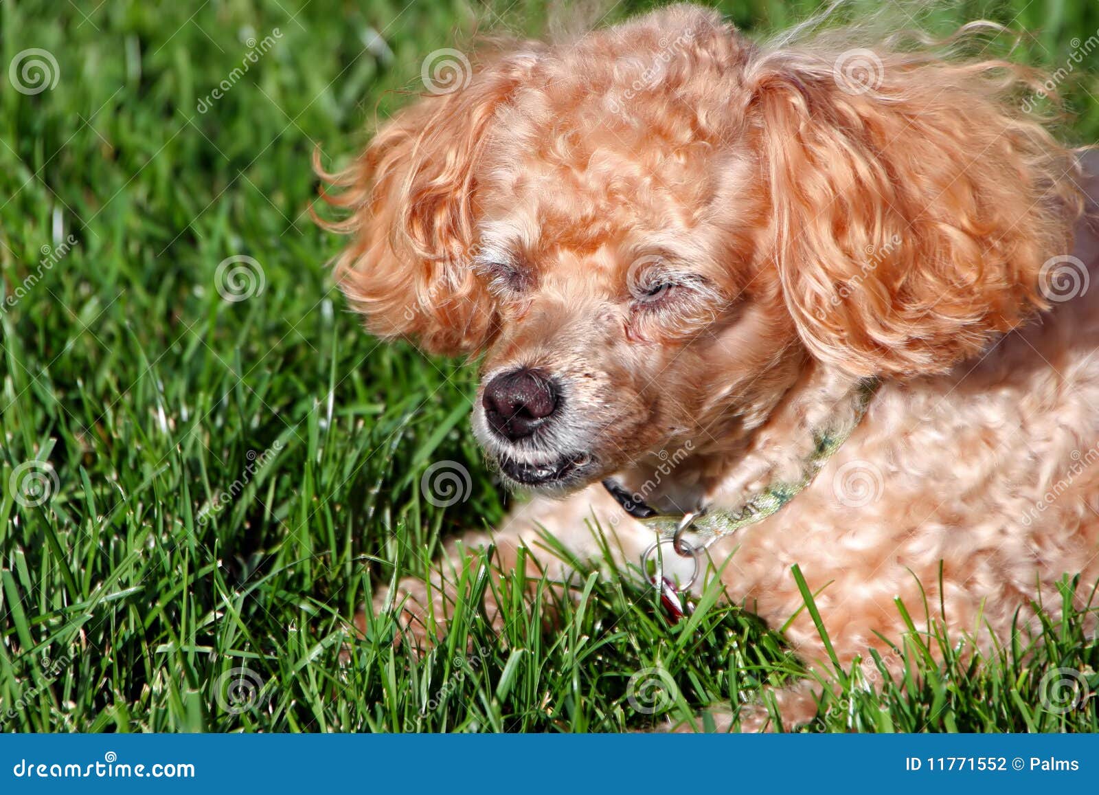 Poodle stock photo. Image of grass, breed, nose, animal - 11771552