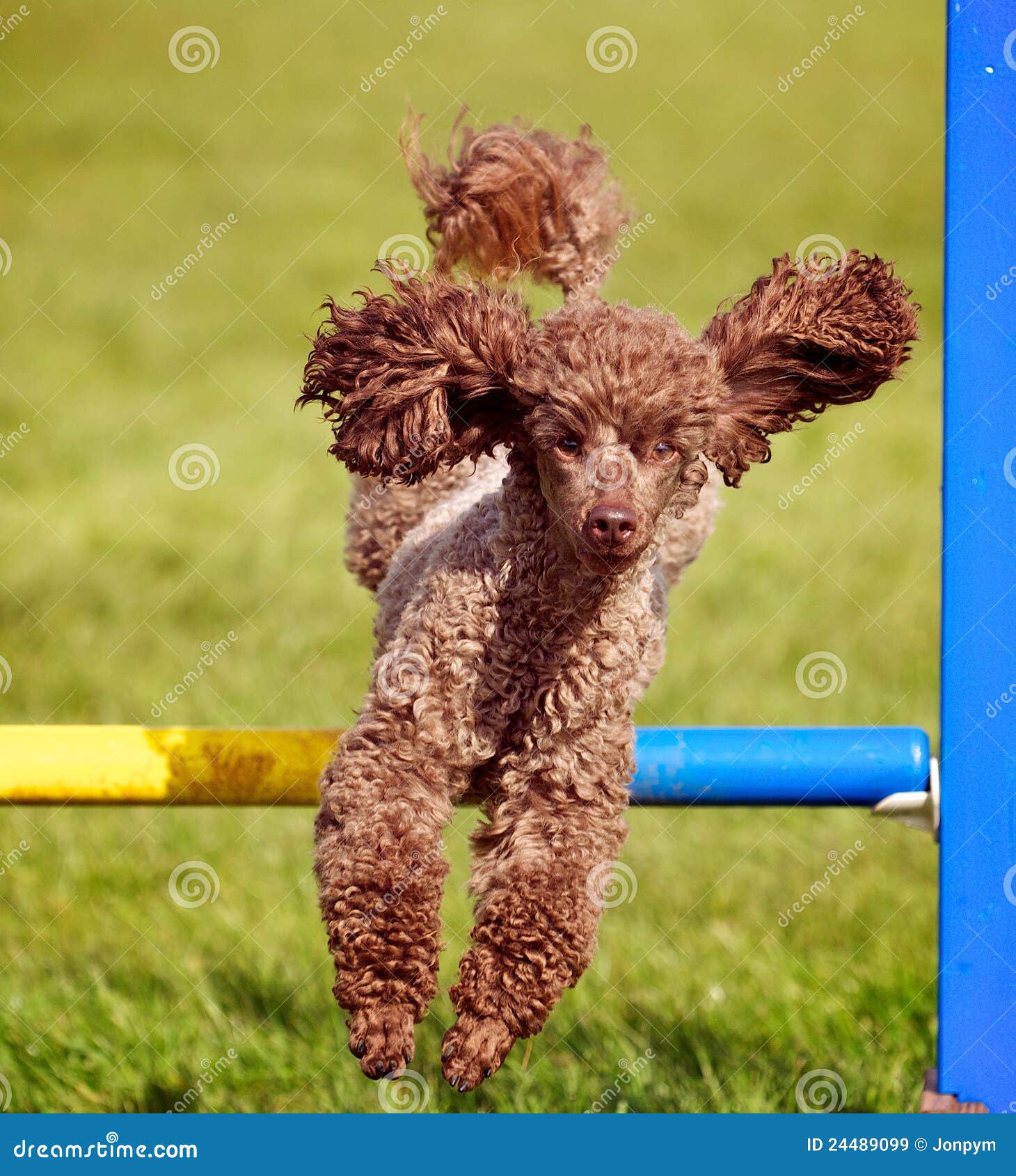Poodle stock image. Image of fast, flying, doggy, friend - 24489099