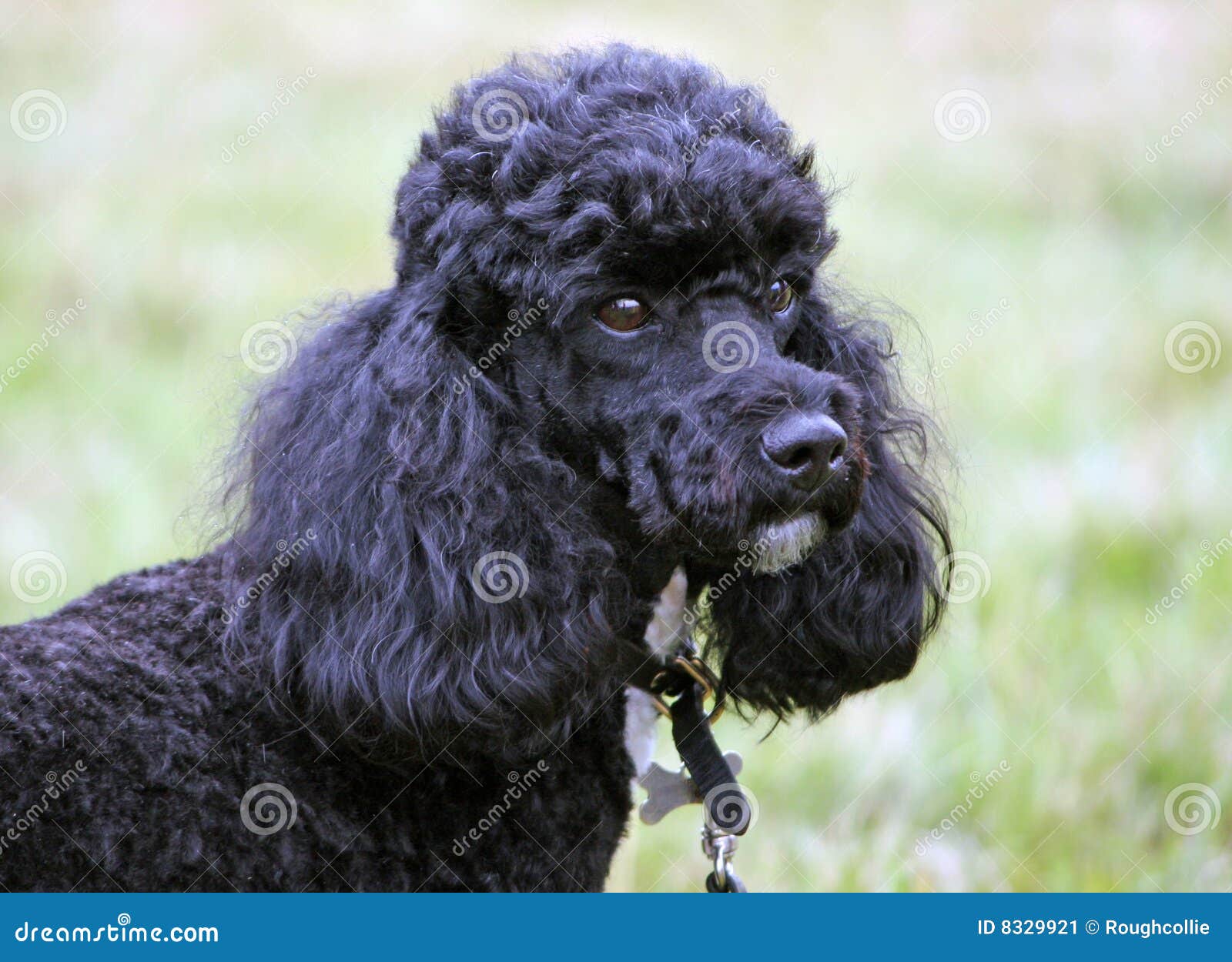 10,010 Beautiful Poodle Stock Photos - Free & Royalty-Free Stock Photos ...