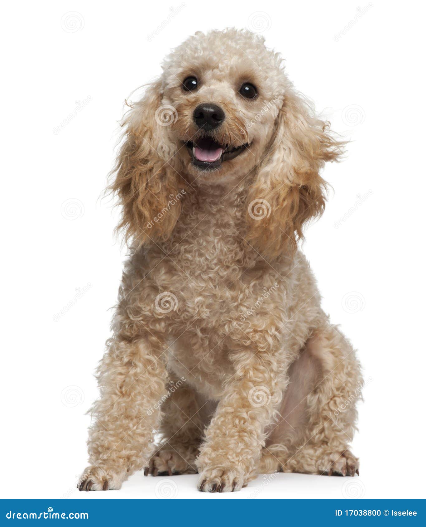 Old Poodle (13 Years) Stock Image | CartoonDealer.com #2672173