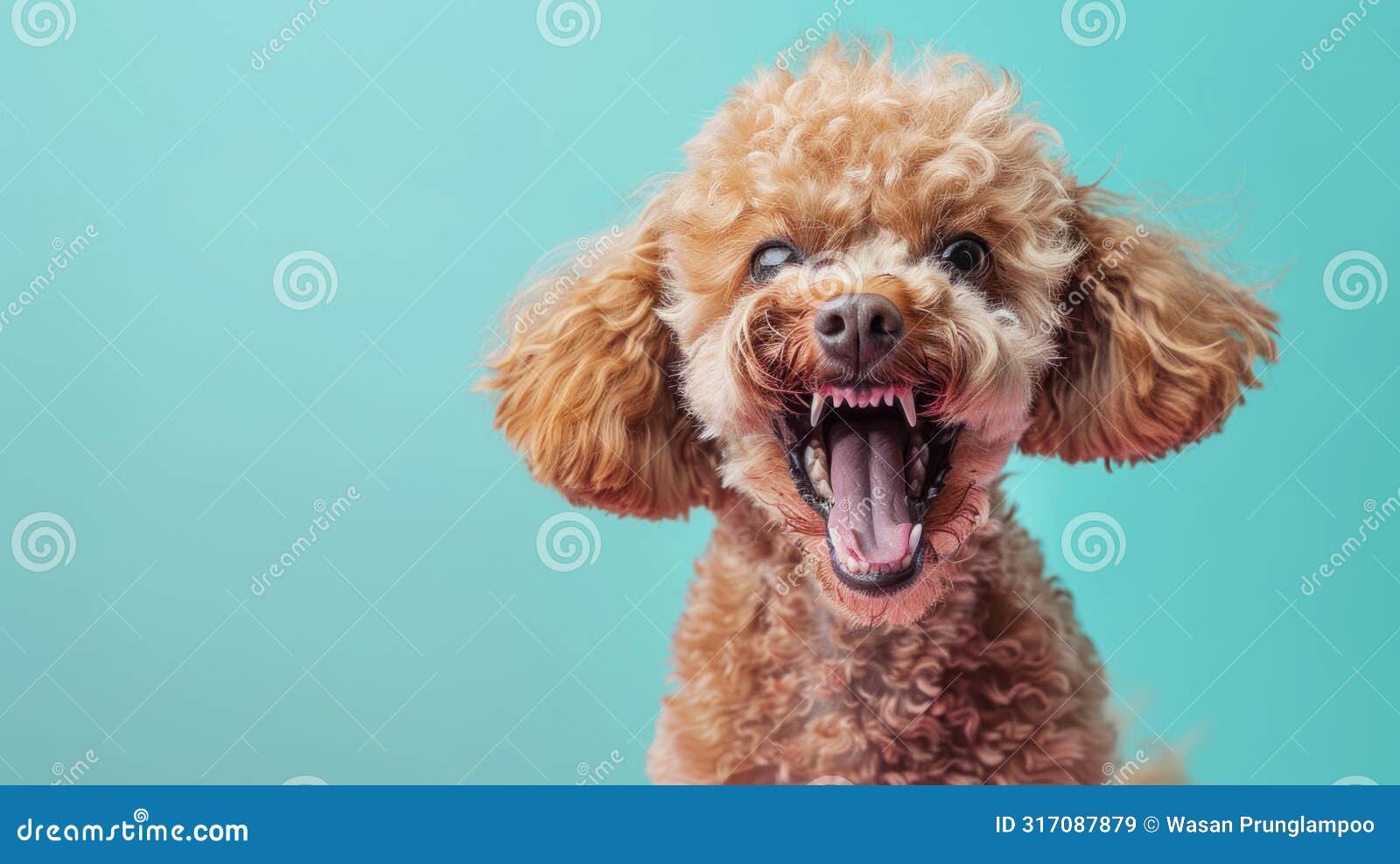 Poodle, Angry Dog Baring Its Teeth, Studio Lighting Pastel Background ...