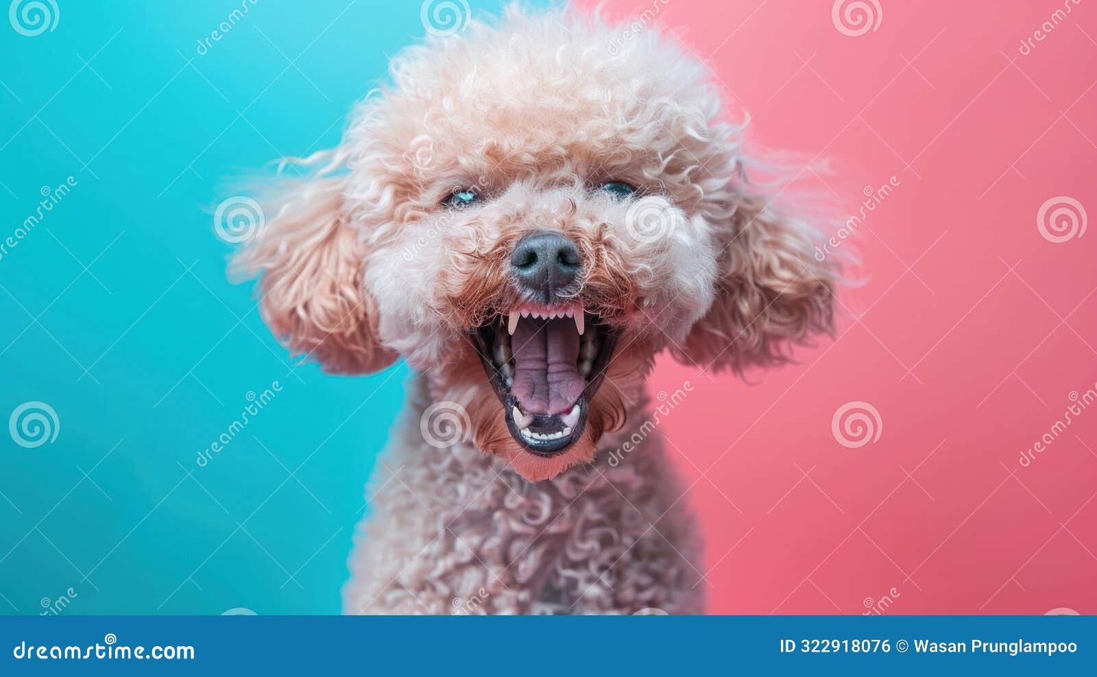 Poodle, Angry Dog Baring Its Teeth, Studio Lighting Pastel Background ...
