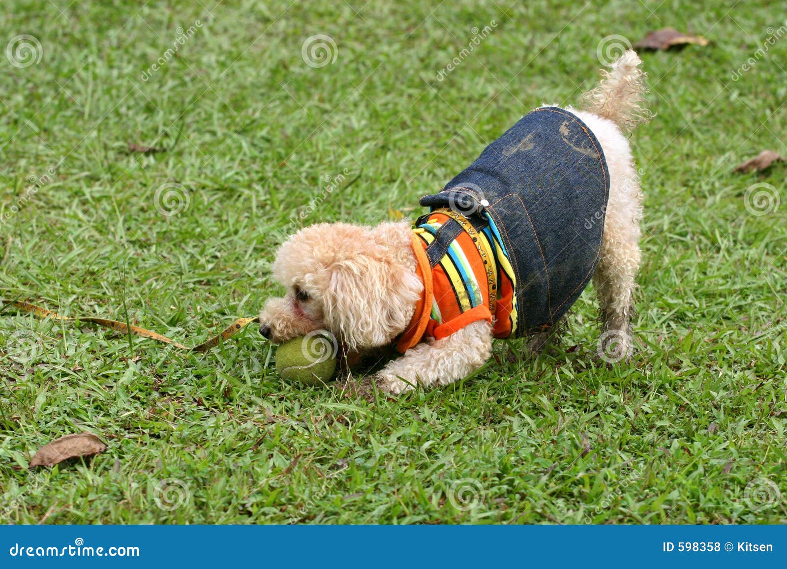 Poodle with ball stock photo. Image of clothed, clothes - 598358