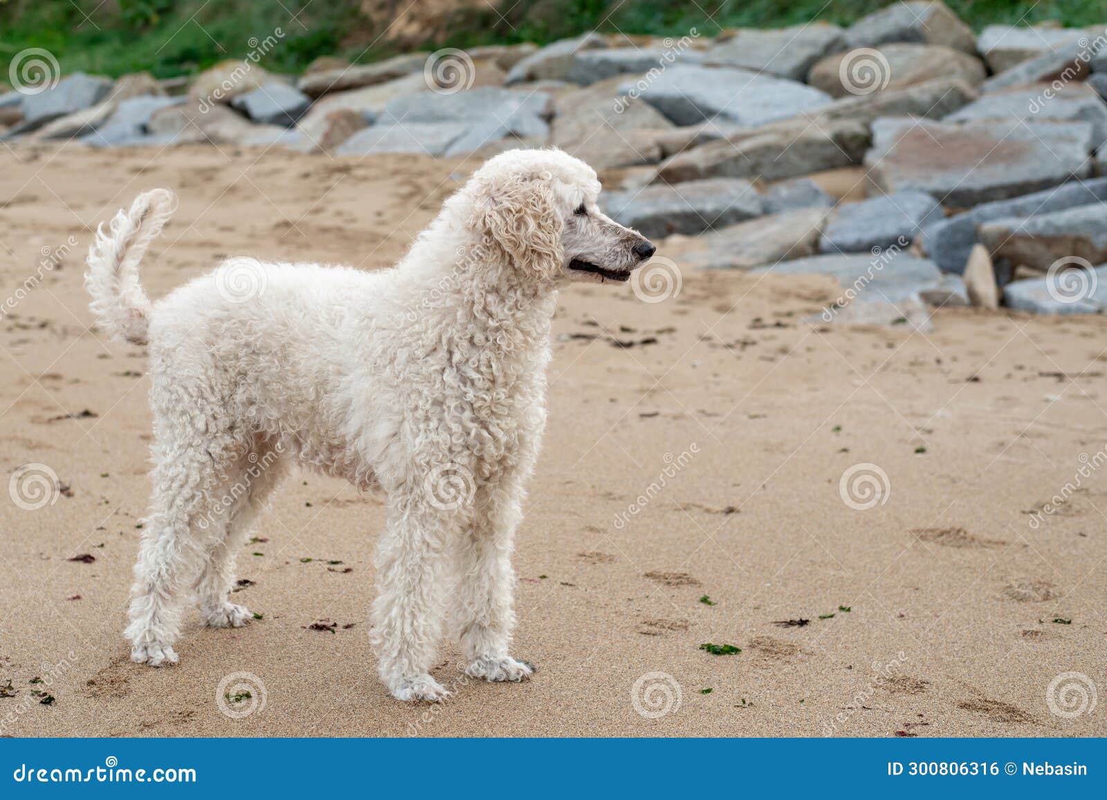 Poodle on the Beach, Poised and Looking Out Over the Shore. Stock Photo ...