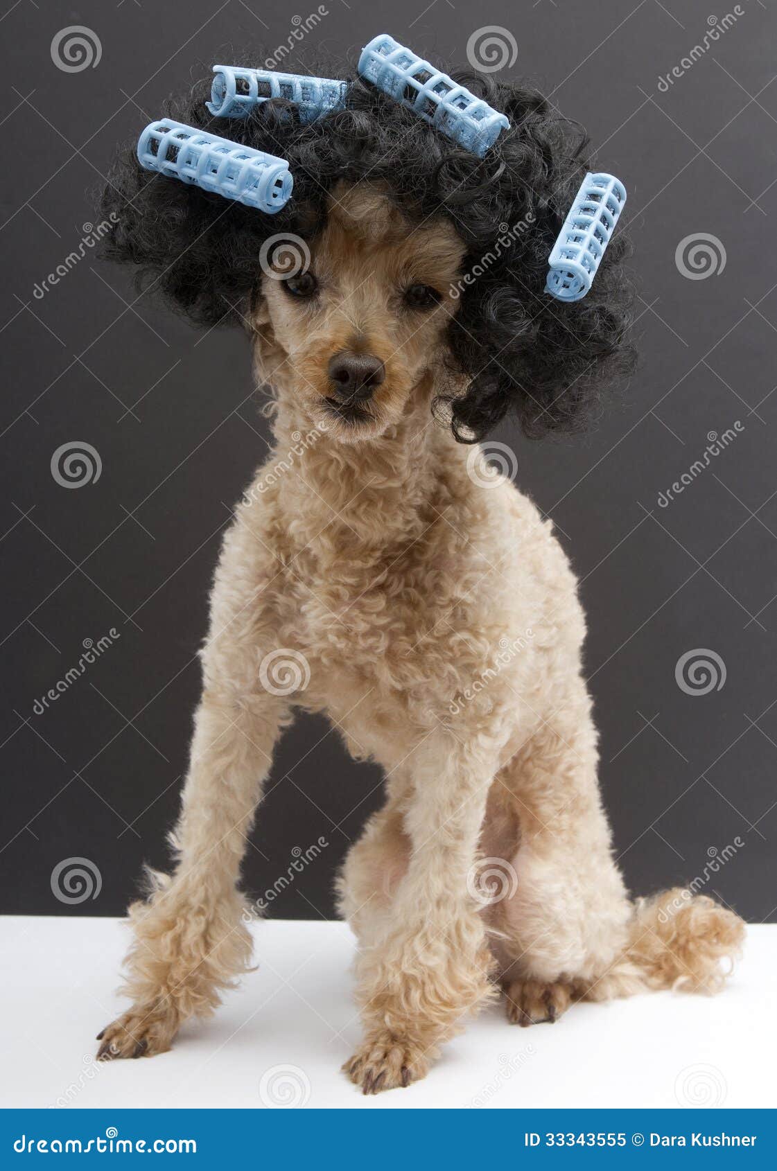 Shaved Toy Poodle