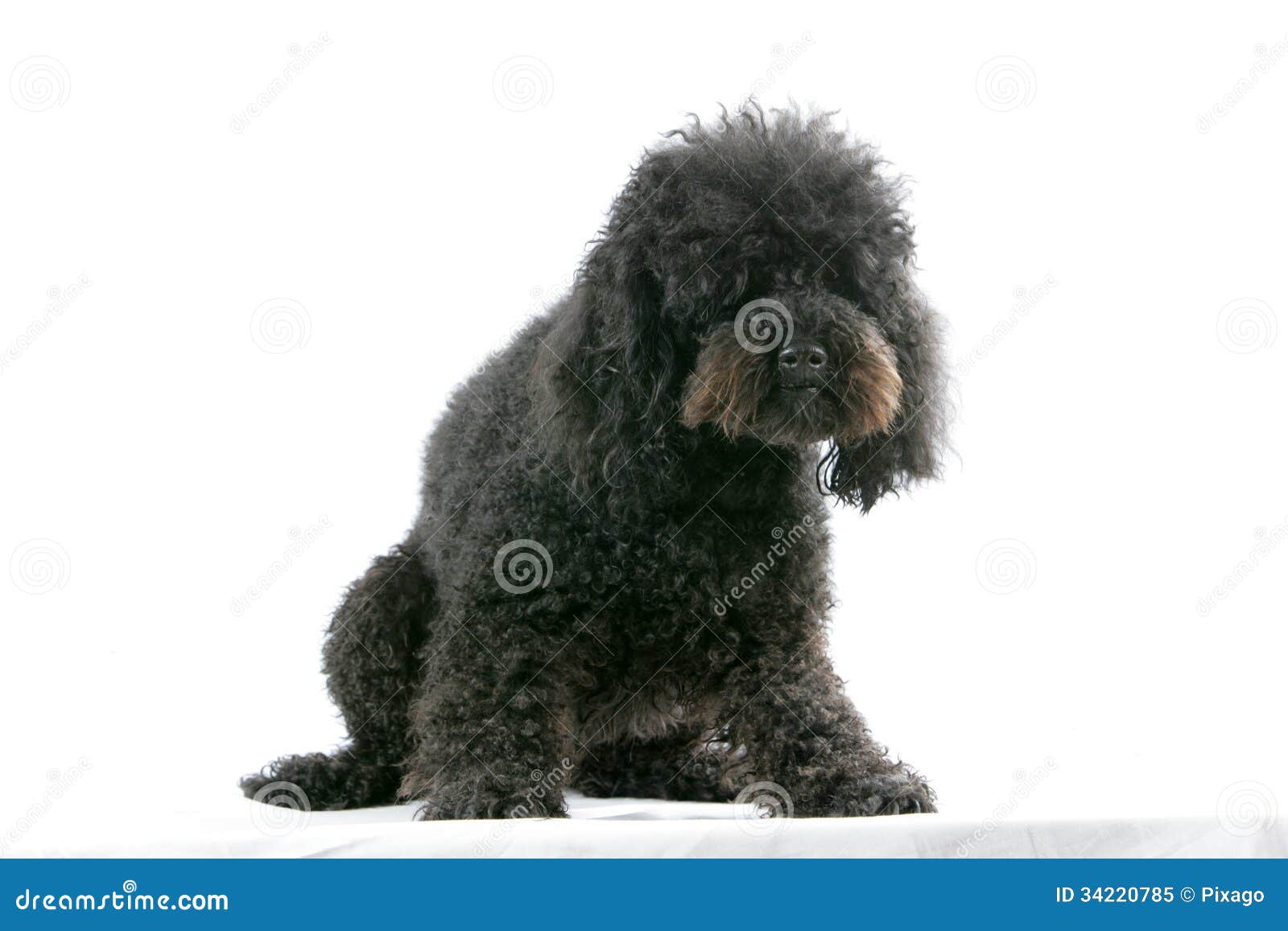 Fat Poodle Stock Photos - Free & Royalty-Free Stock Photos from Dreamstime