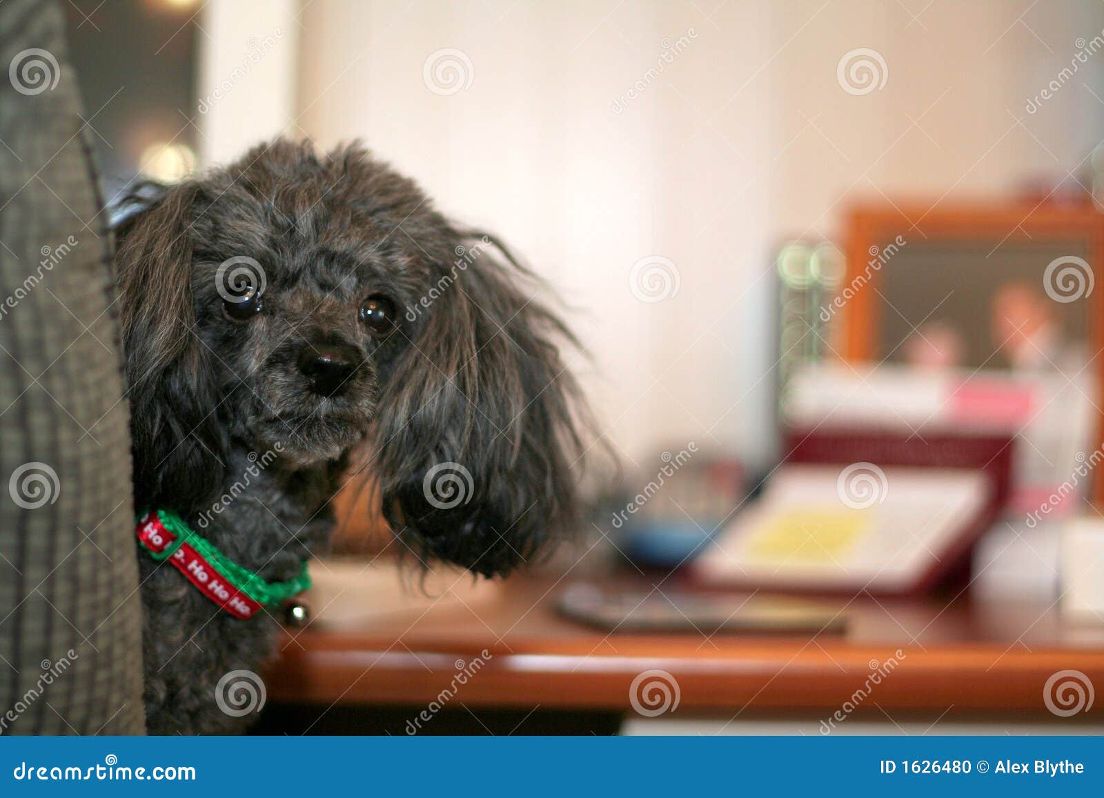 Poodle at the Desk stock photo. Image of wards, look, pooch - 1626480