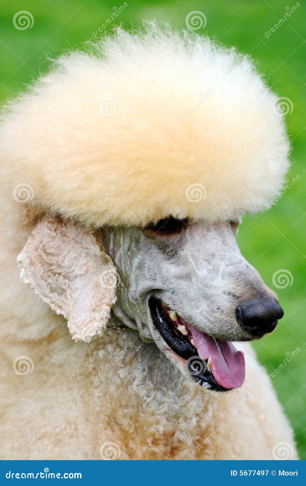 Poodle dog stock image. Image of friend, loyal, canis - 5677497