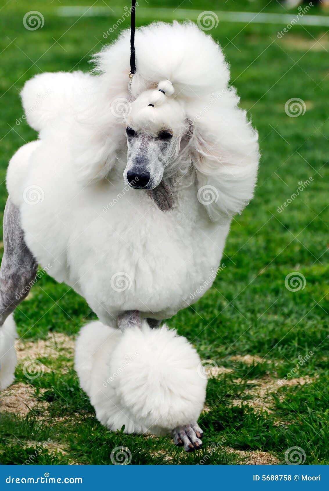Poodle dog stock photo. Image of intelligent, attentive - 5688758