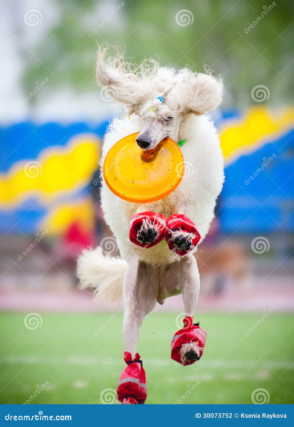 Frisbee poodledog catching stock photo. Image of disc - 30073752