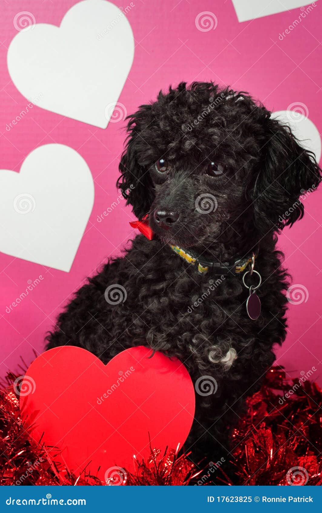 Poodle dog and love hearts stock image. Image of shaped - 17623825