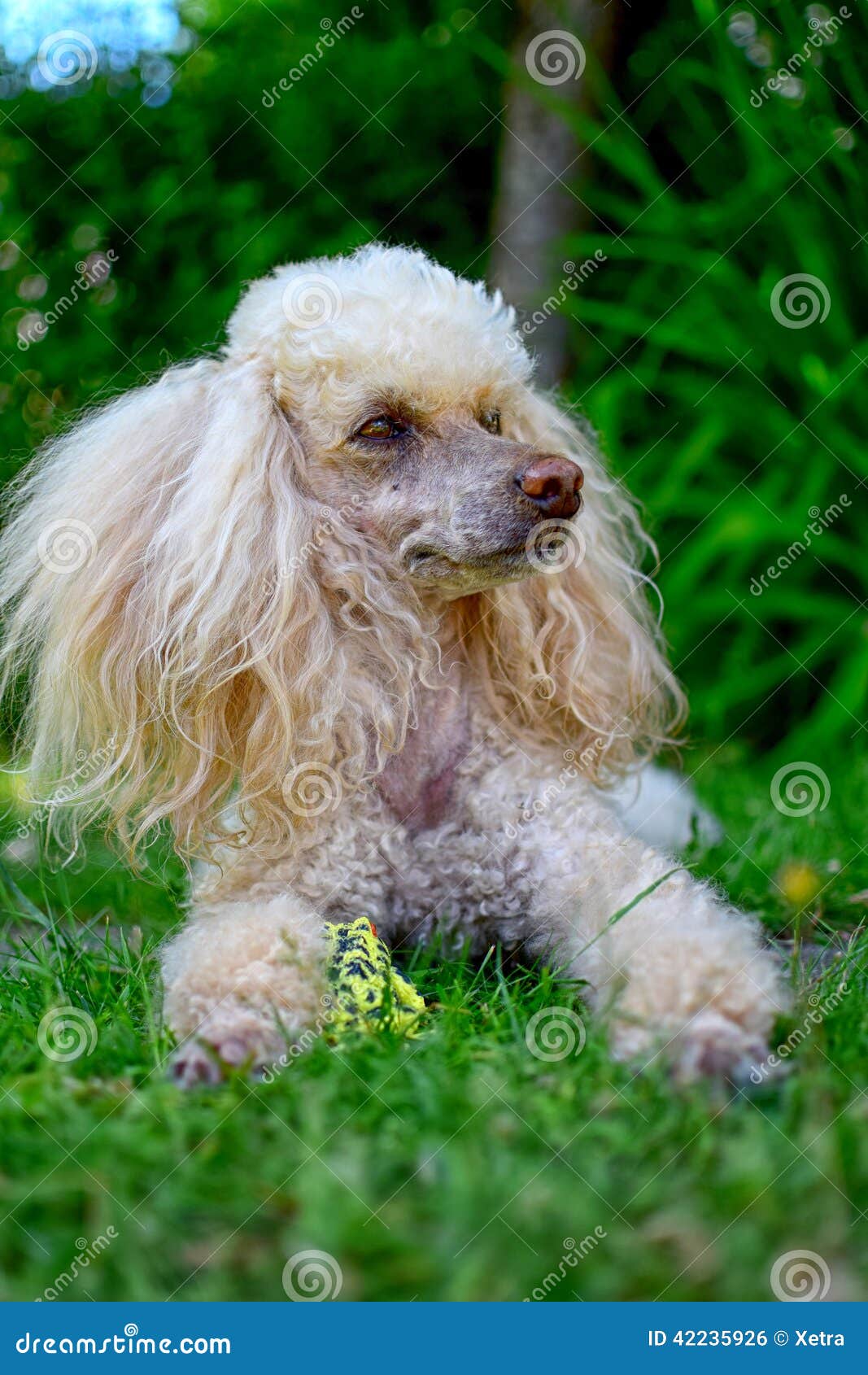 Poodle dog stock photo. Image of apricot, female, look - 42235926
