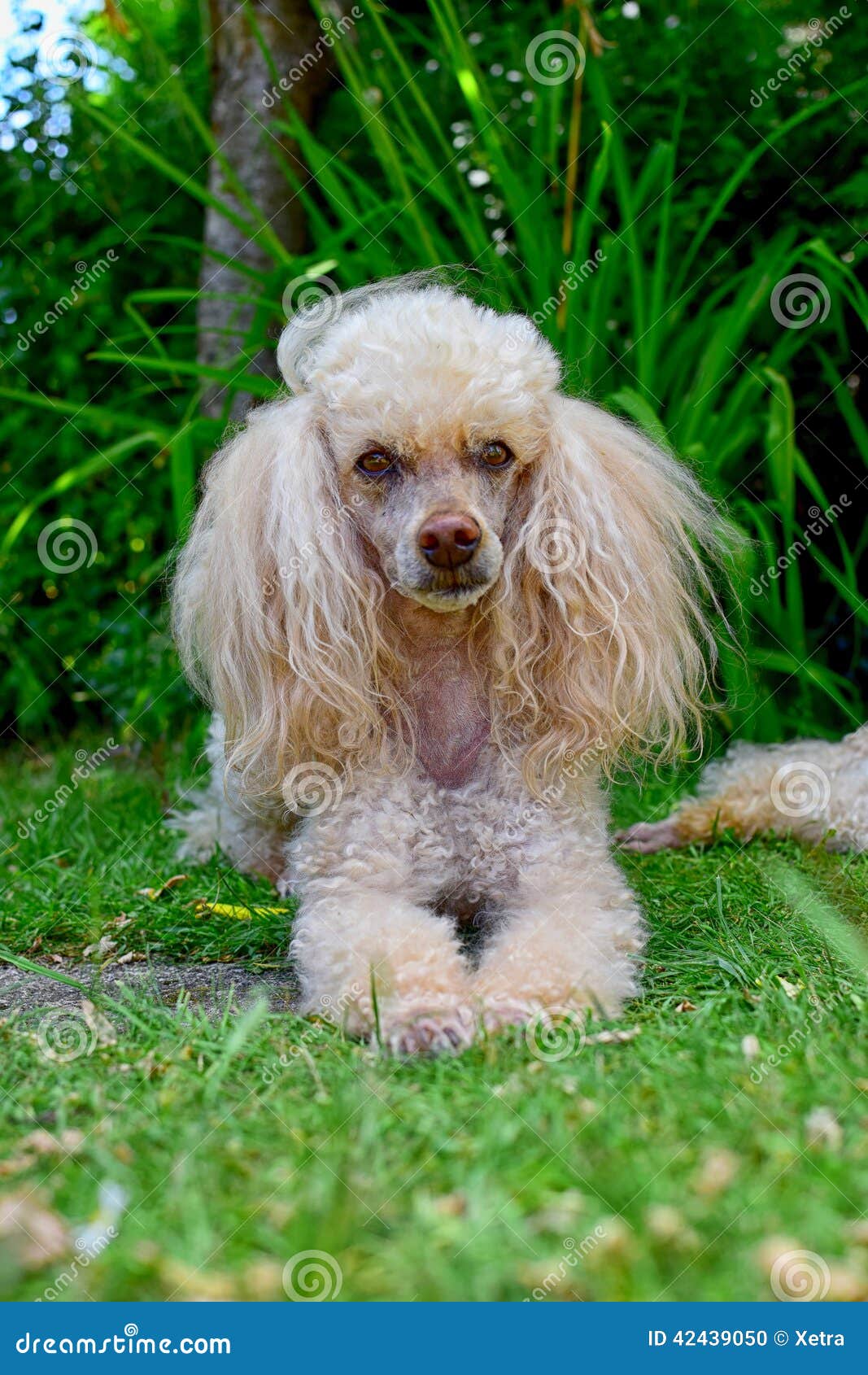Poodle dog stock photo. Image of french, female, obedient - 42439050