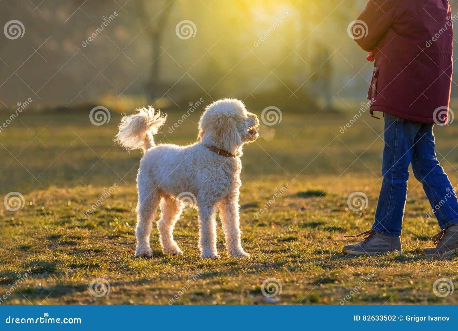 Poodle dog play with boy stock photo. Image of portrait - 82633502