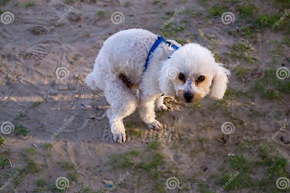 Poodle Dog Pooping Defecate on Walk Path Stock Photo - Image of lawn ...