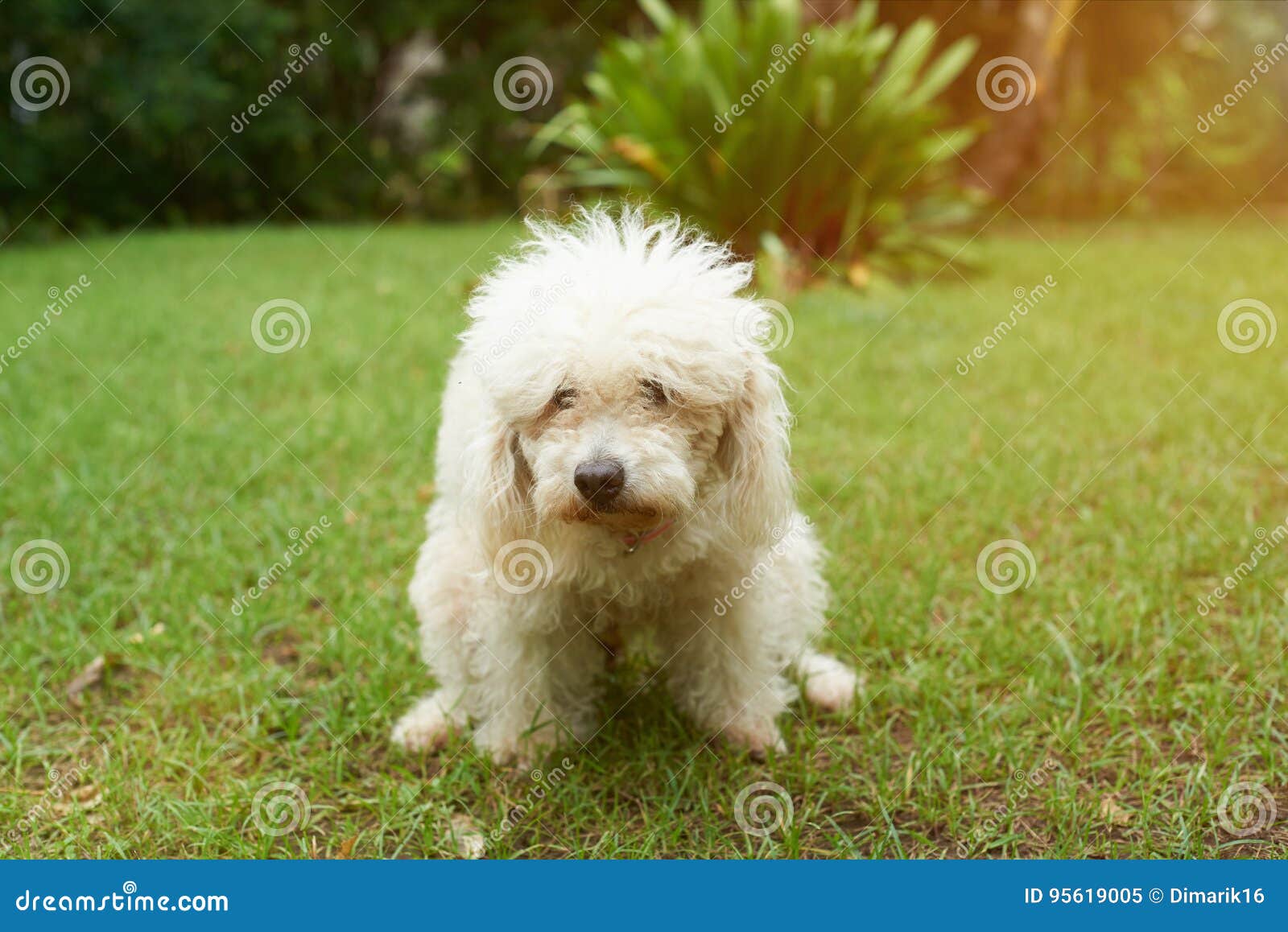 Poodle dog pooping stock image. Image of domestic, dogs - 95619005
