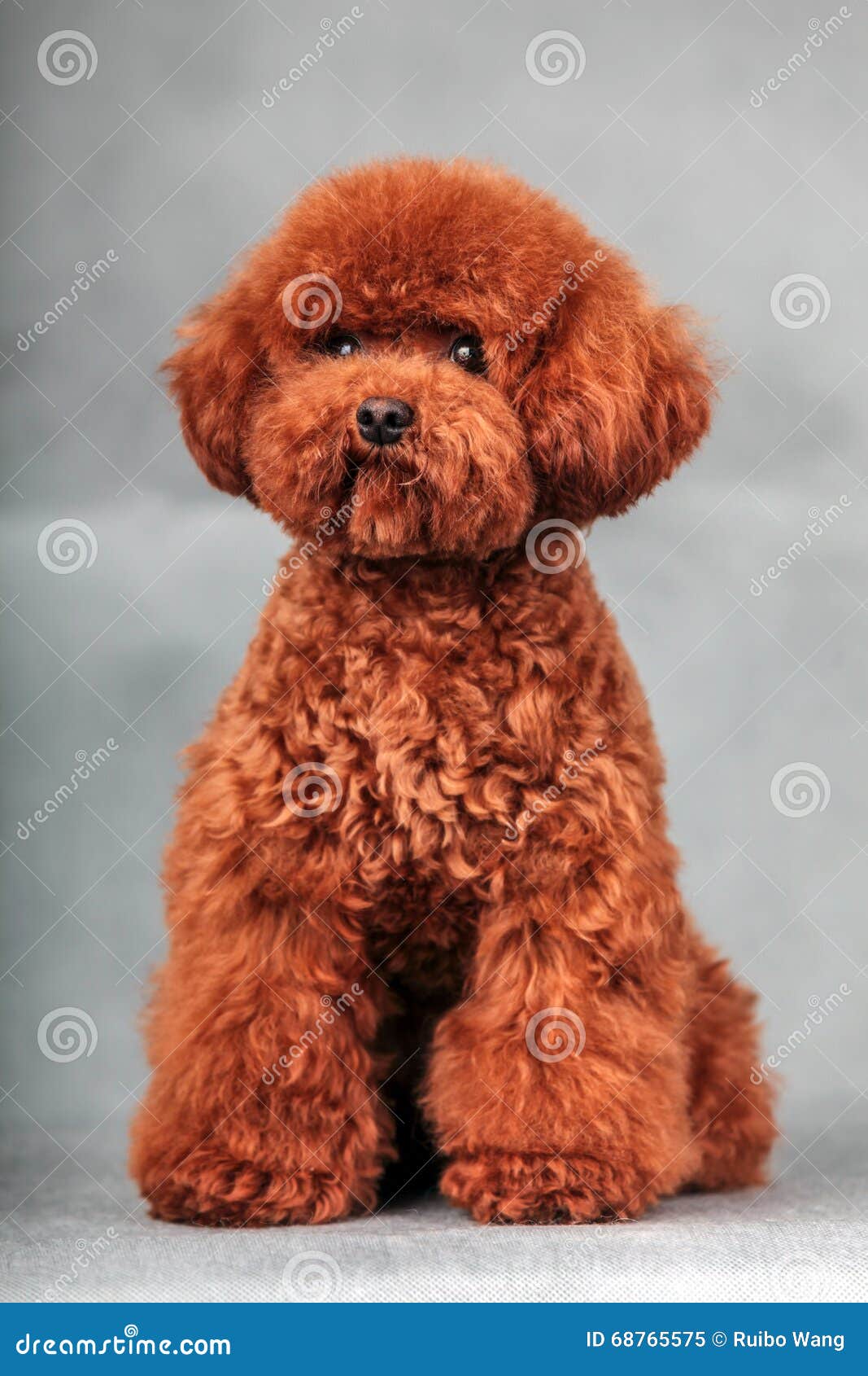 Poodle dog stock image. Image of happy, bright, longhair - 68765575